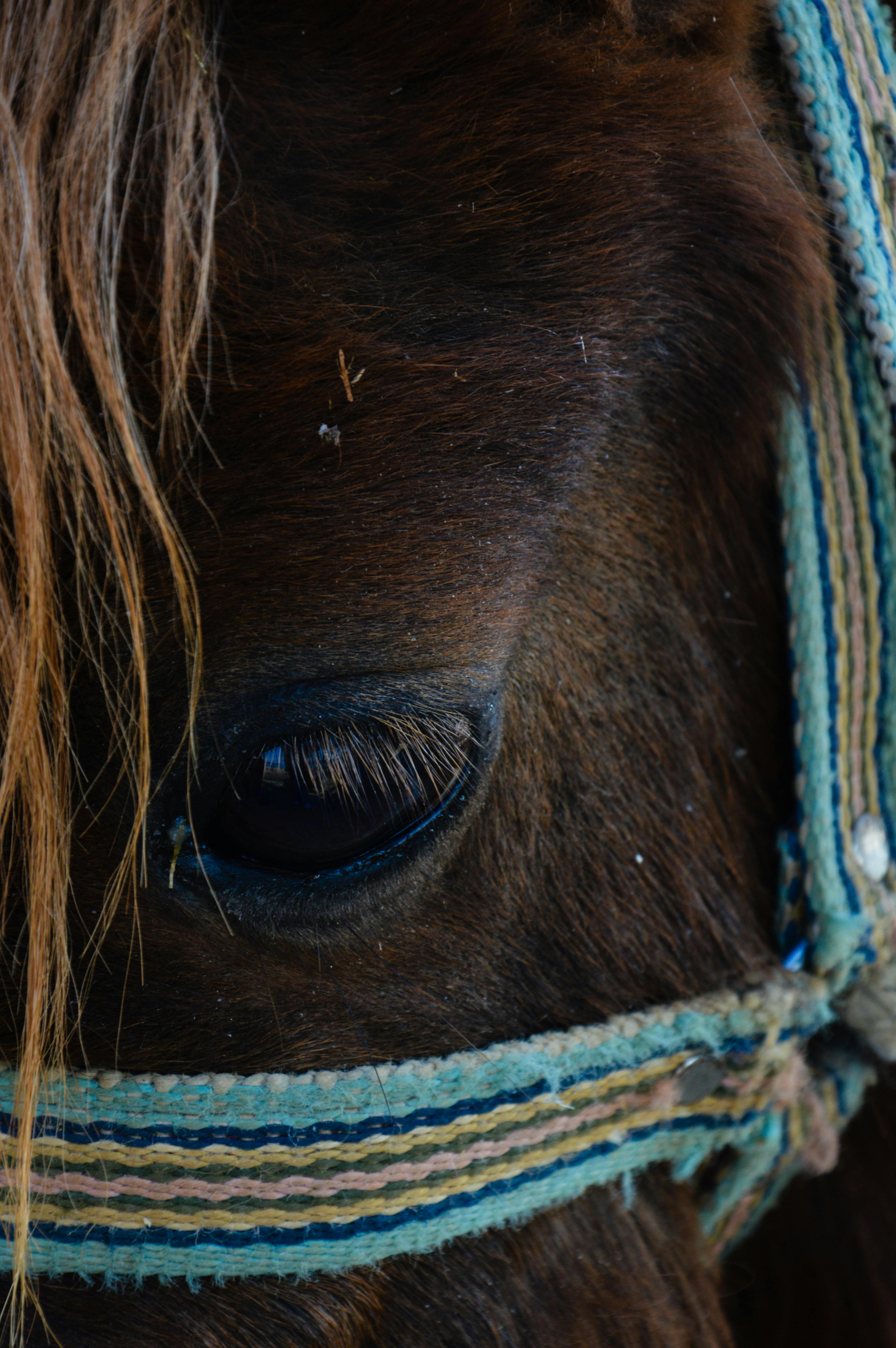 Primer Plano De Un Caballo Con Un Cabestro Azul · Foto de stock gratuita