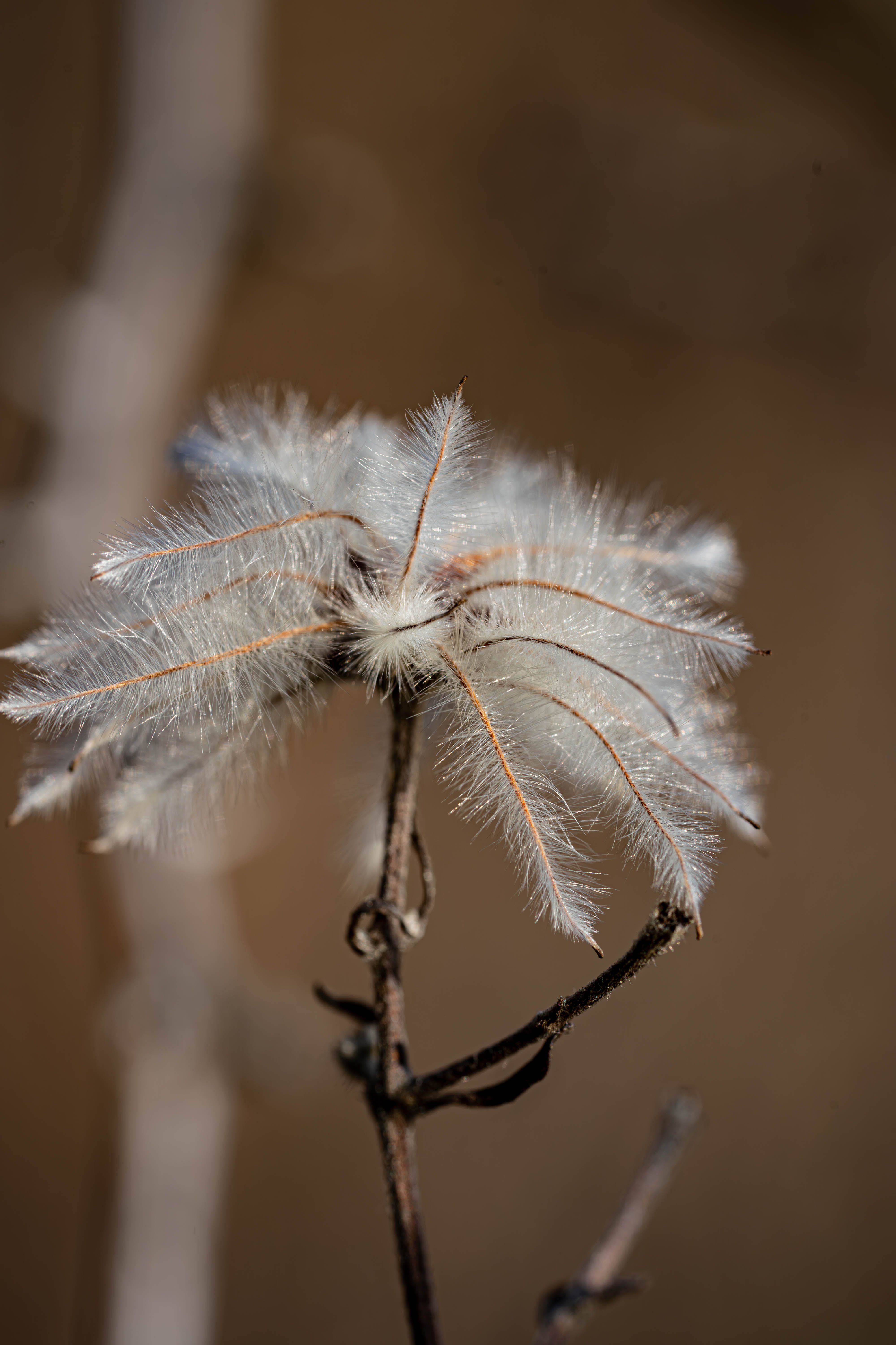 Close-Up of Fluffy Clematis Seeds in Nature · Free Stock Photo
