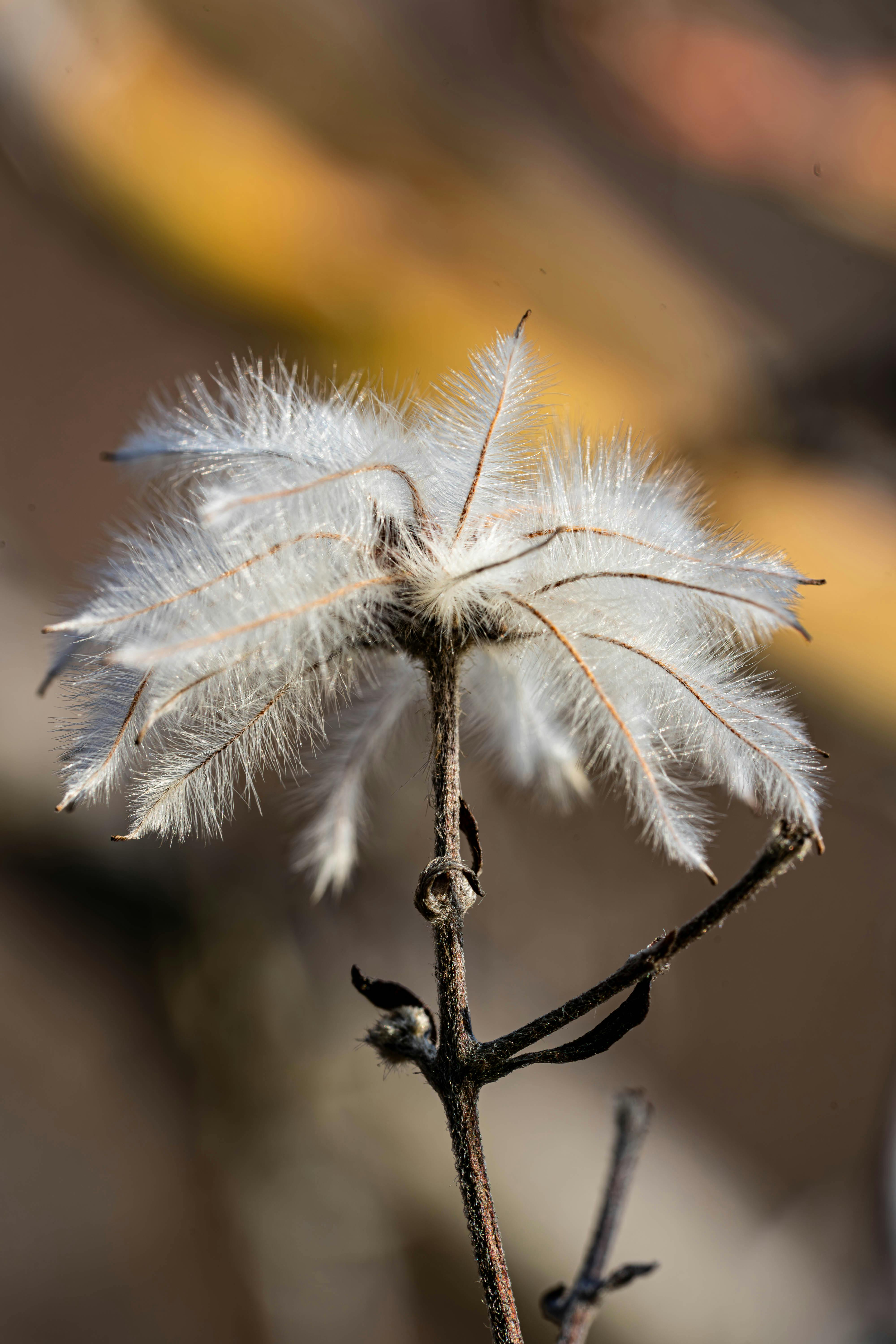 Soft Vegetation Photos, Download The BEST Free Soft Vegetation Stock ...