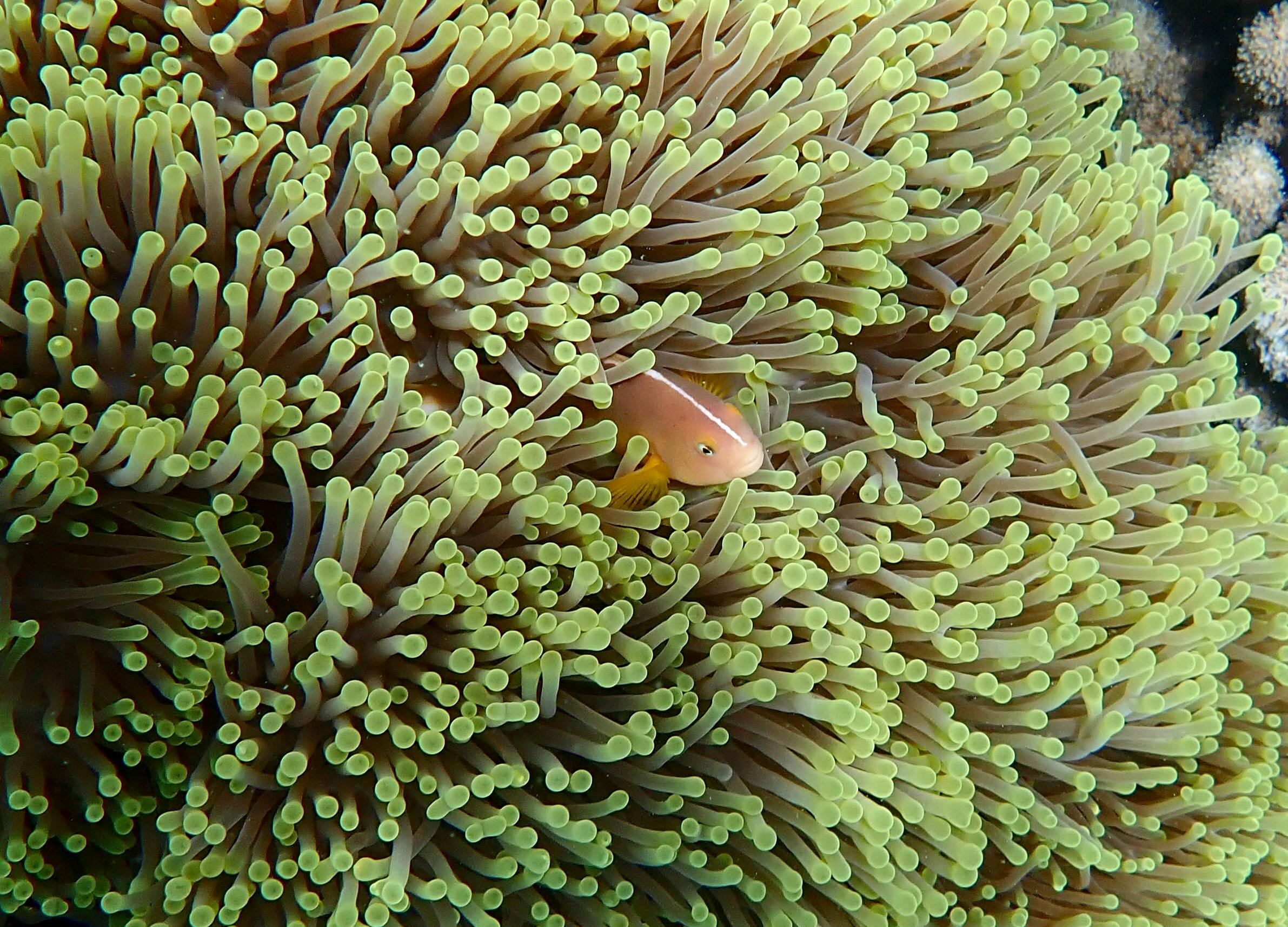 Australia Finding Nemo Photos, Download The BEST Free Australia Finding ...