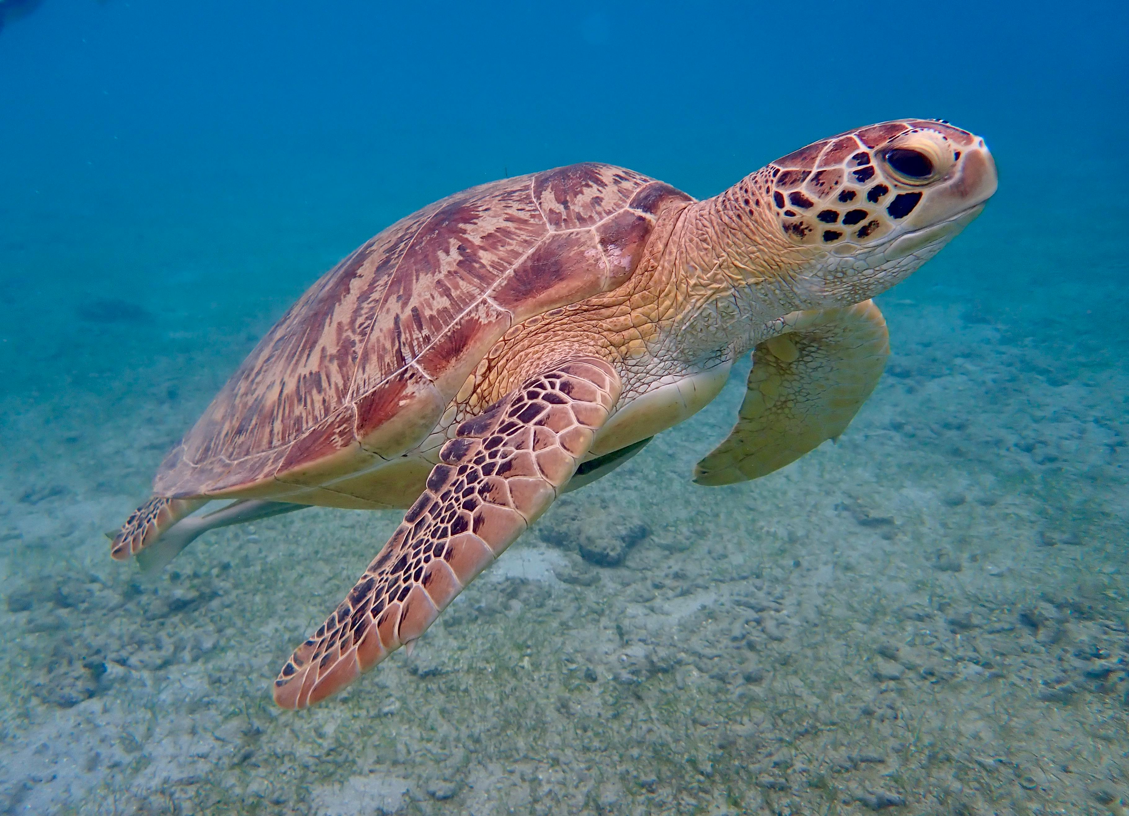 Purple and Blue Sea Turtle · Free Stock Photo