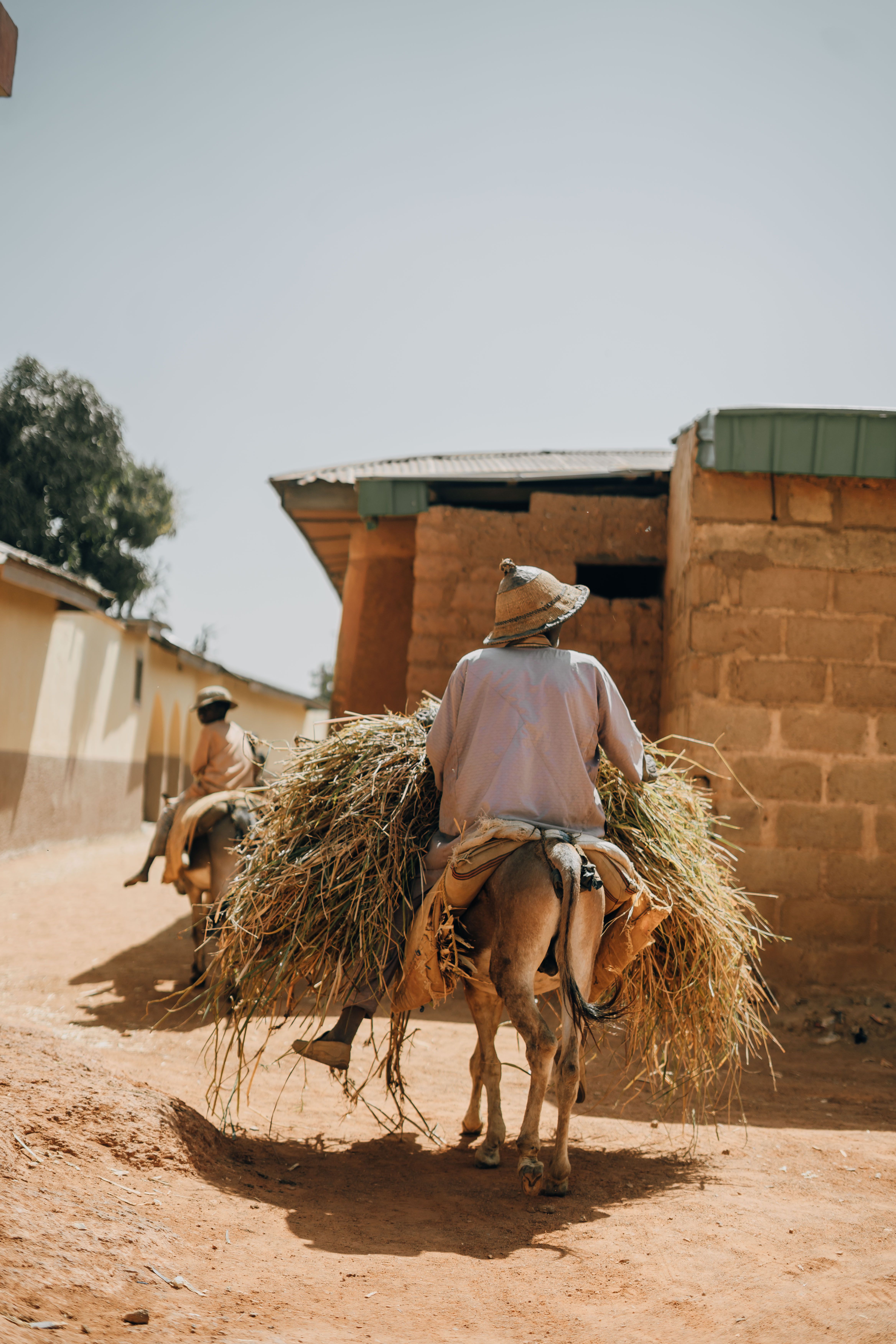Rural Life: Man Riding Donkey Carrying Hay in Village · Free Stock Photo