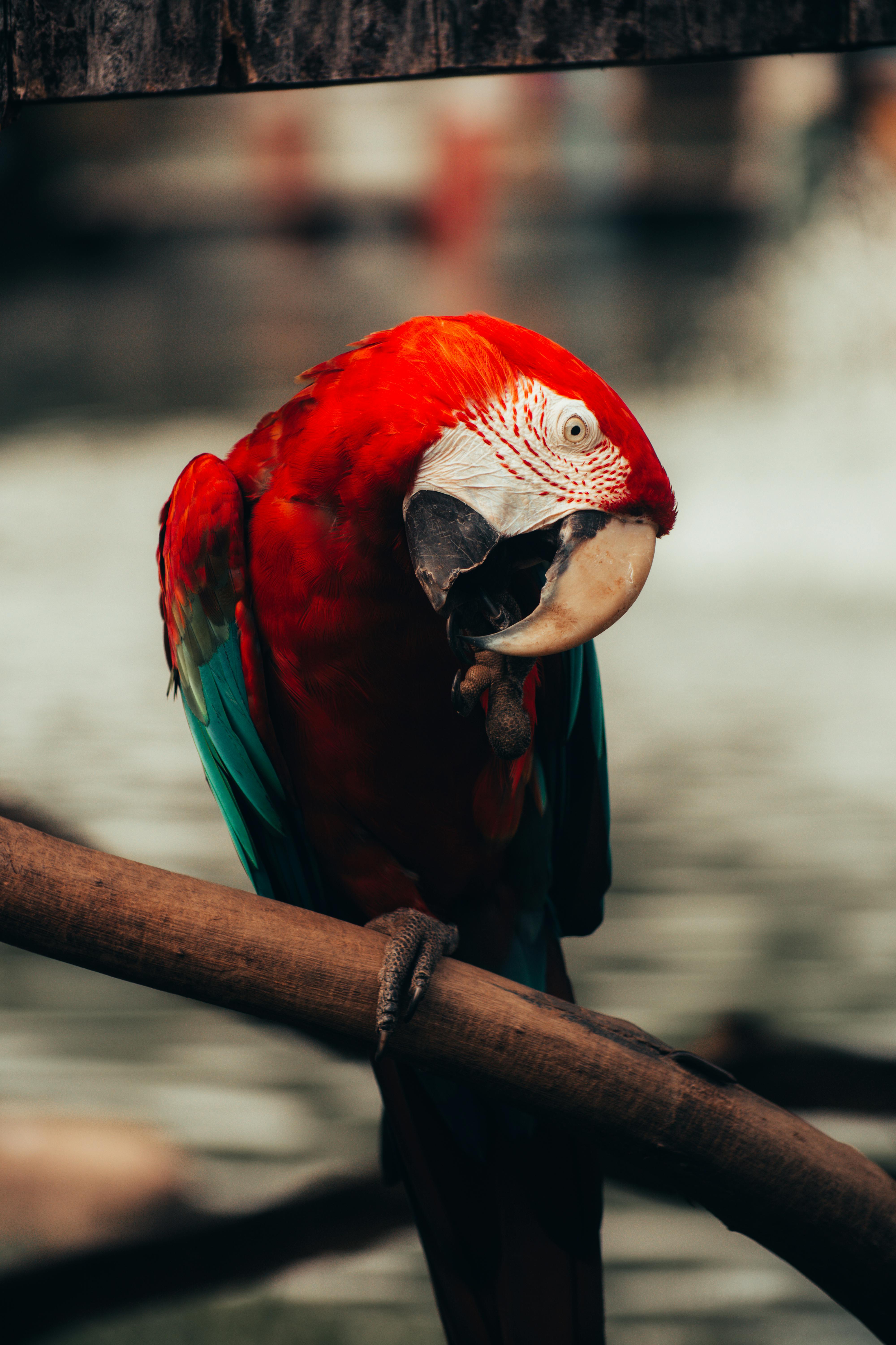 10.000+ melhores imagens de สัตว์วอลล์เปเปอร์ 4k · Download 100% grátis ...