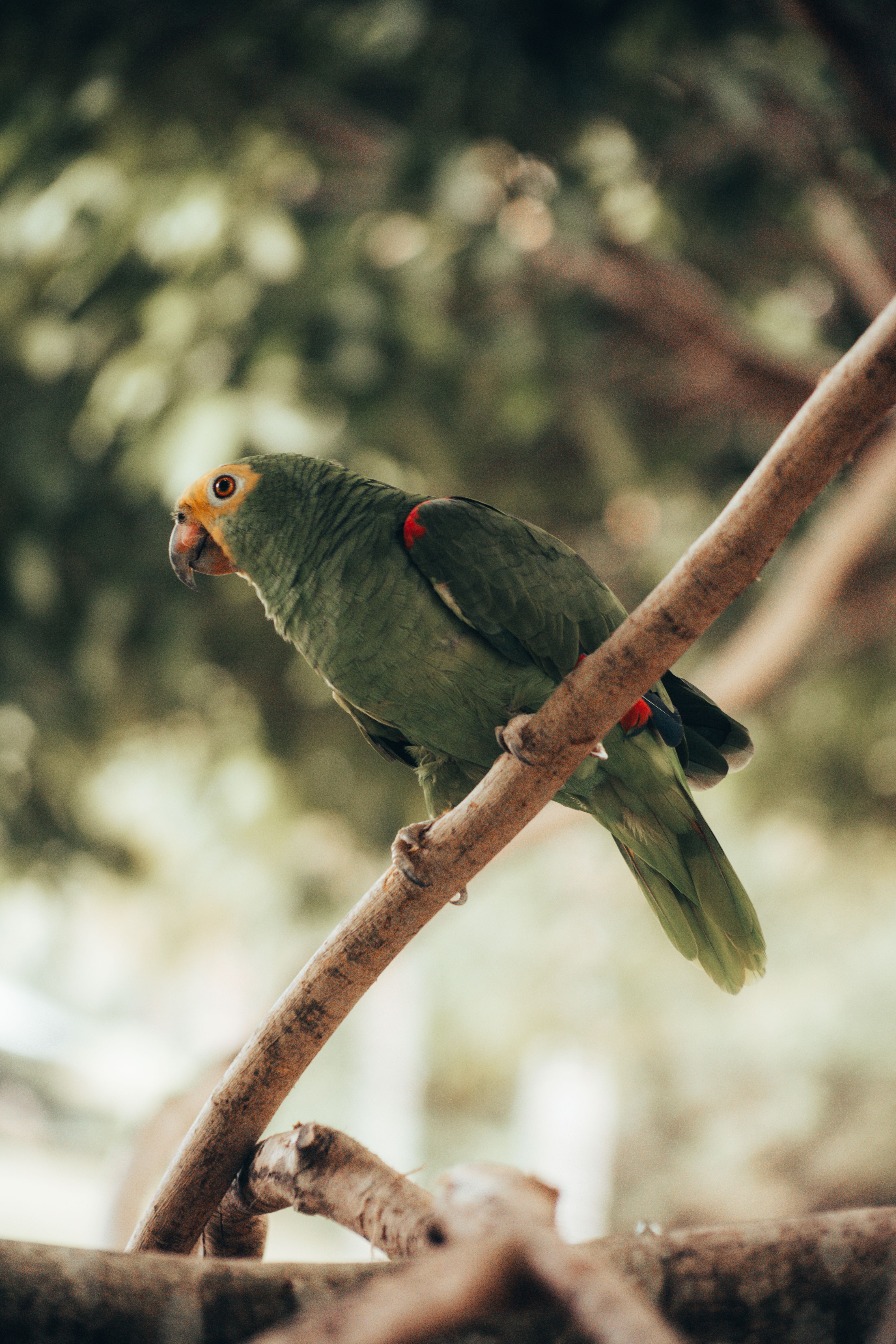 Vibrant Green Parrot Perched on a Branch · Free Stock Photo