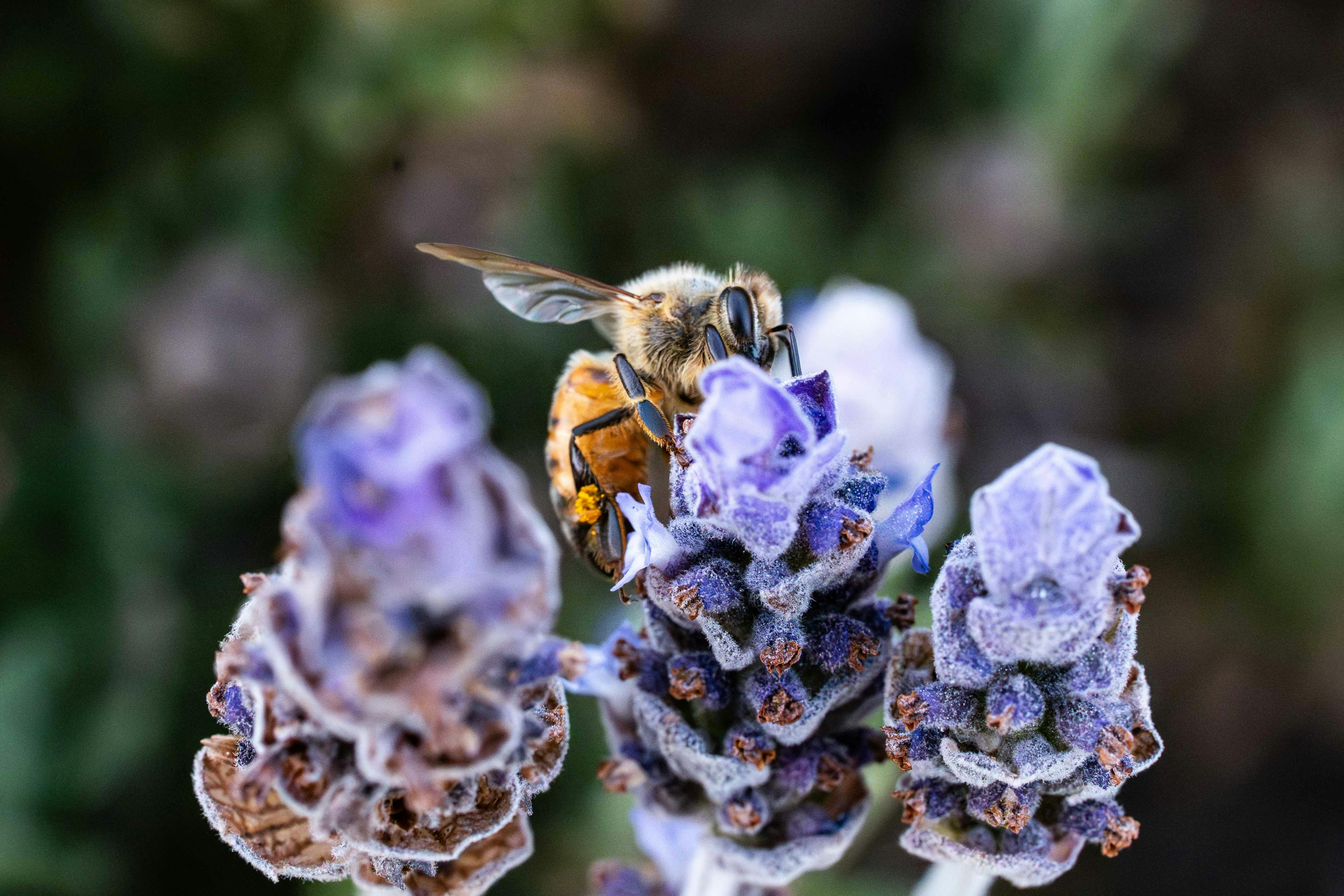 Primer Plano De Una Abeja Polinizando Una Flor De Lavanda · Foto de ...