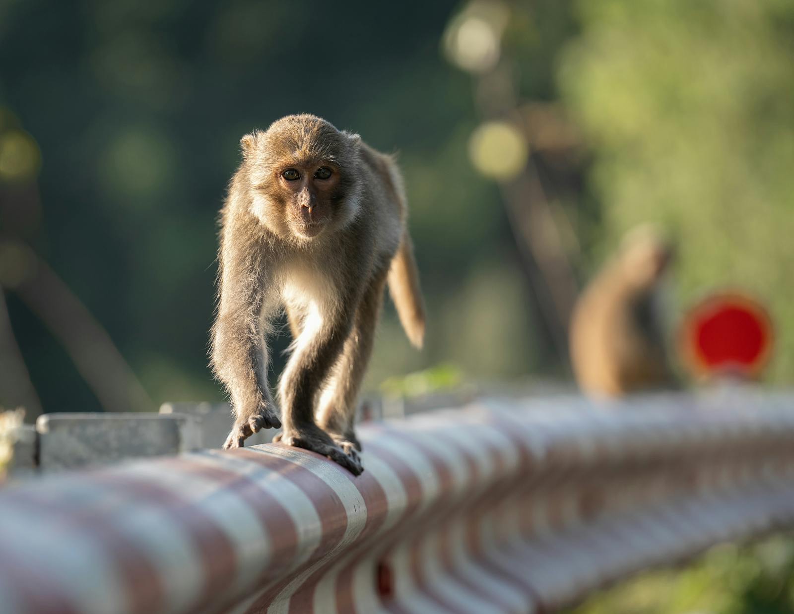 Chinese Monkey Photos, Download The BEST Free Chinese Monkey Stock ...