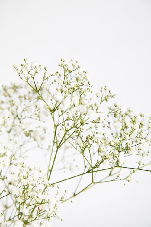 Gratis Lagerfoto Af Blomst Close Up Enkel