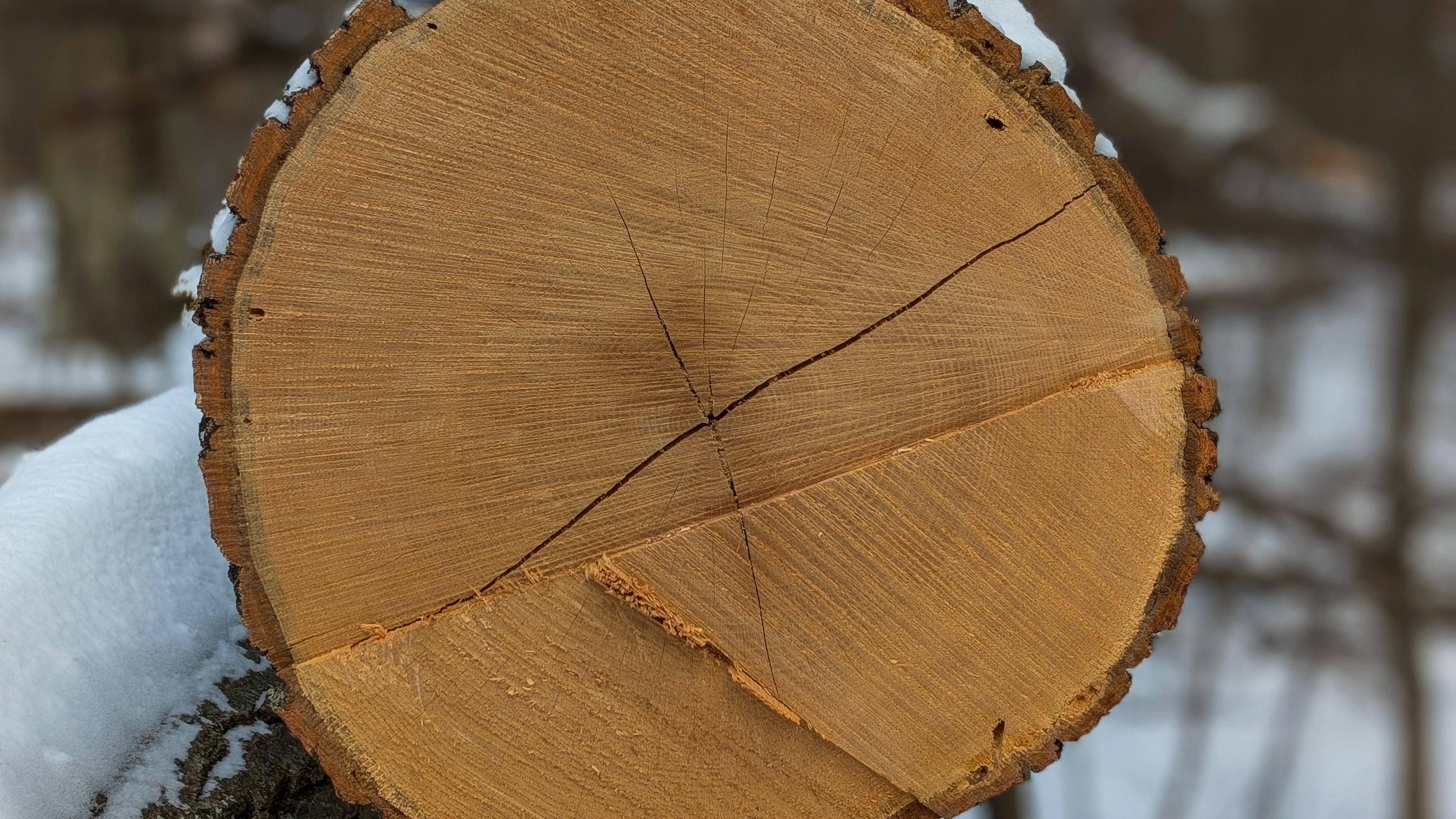 Wood Cuttings Photos, Download The BEST Free Wood Cuttings Stock Photos ...