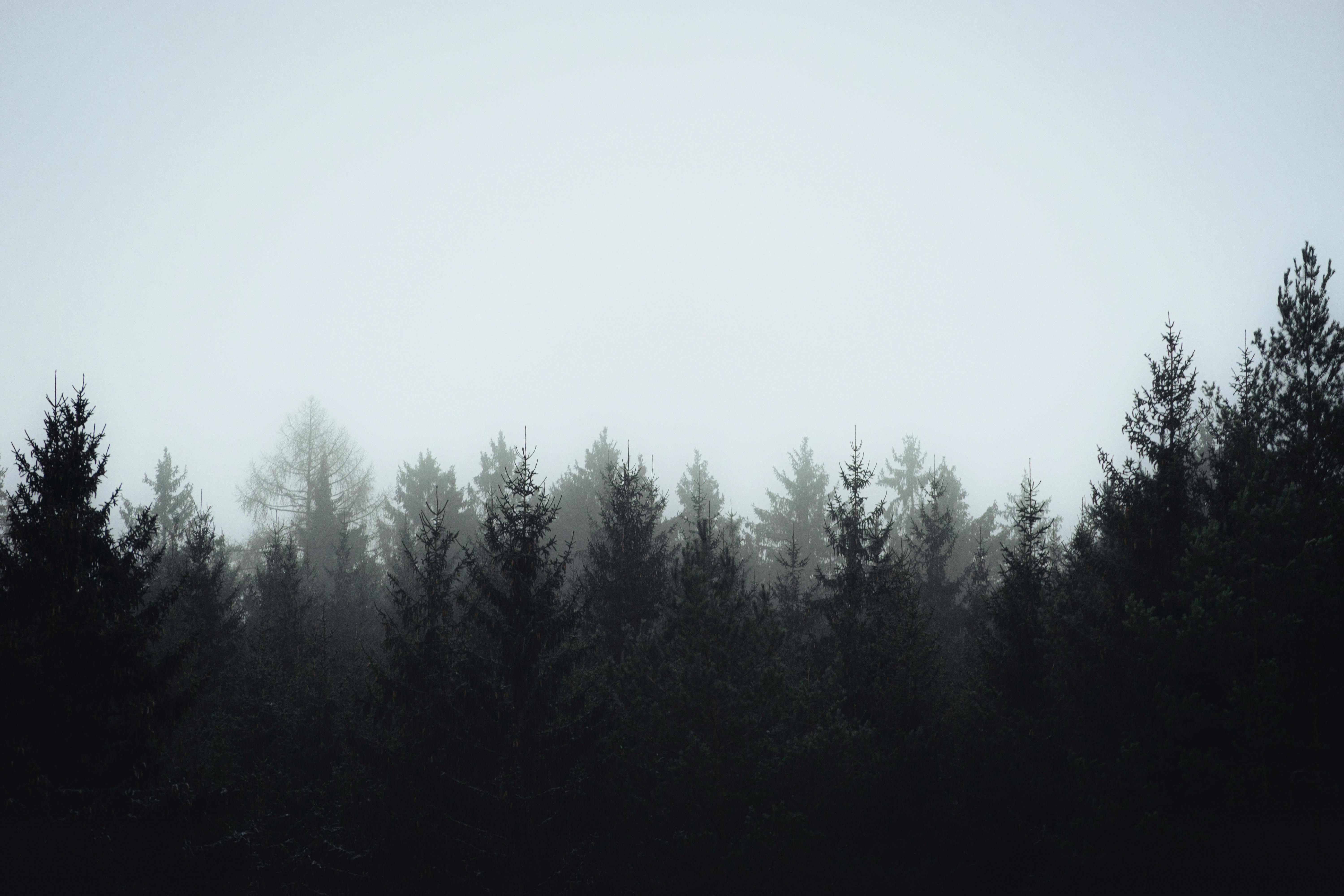 Low-light Photo of Mountain With Pine Trees Covered With Fogs · Free ...