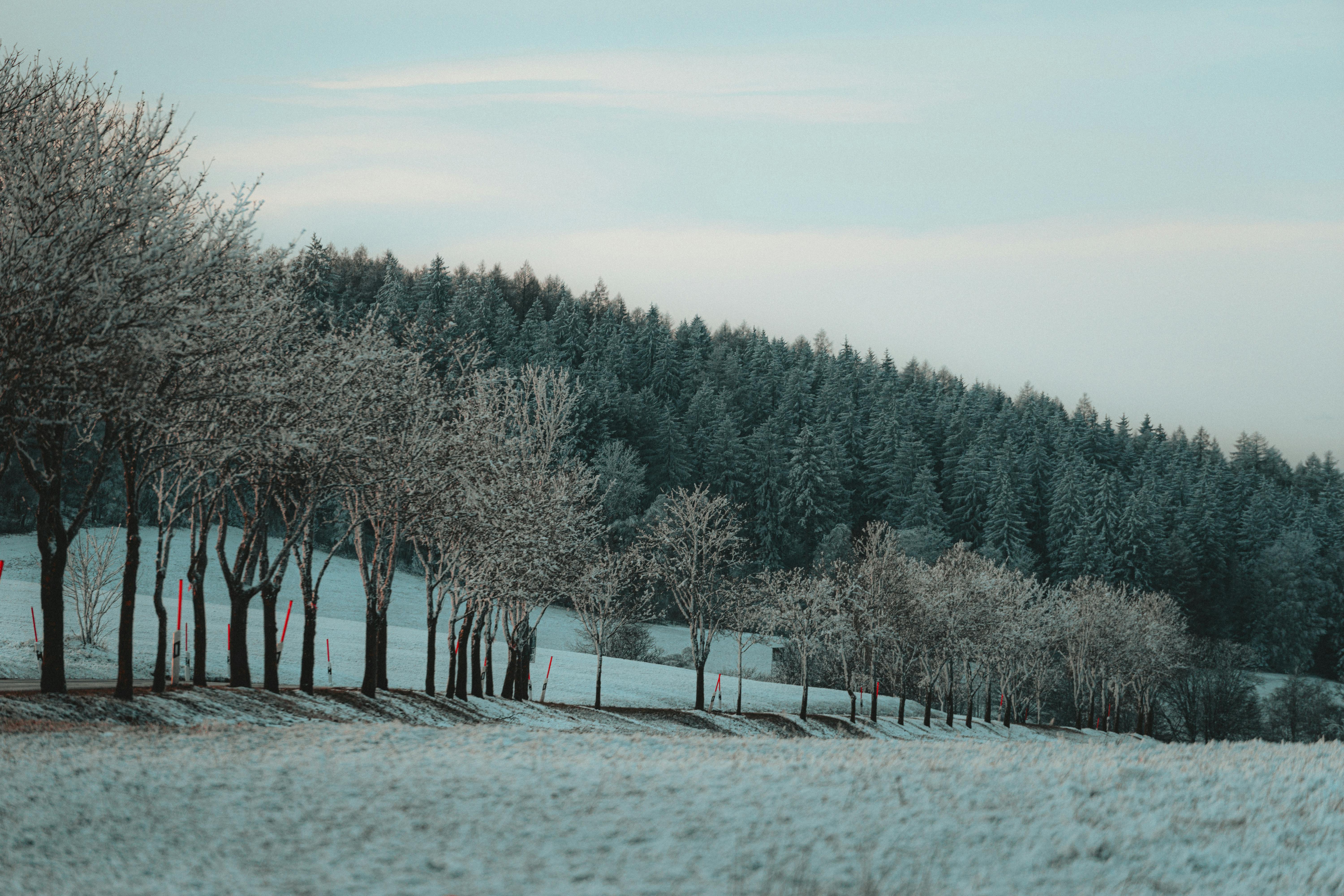 Snowy Tree Line in Winter Landscape · Free Stock Photo