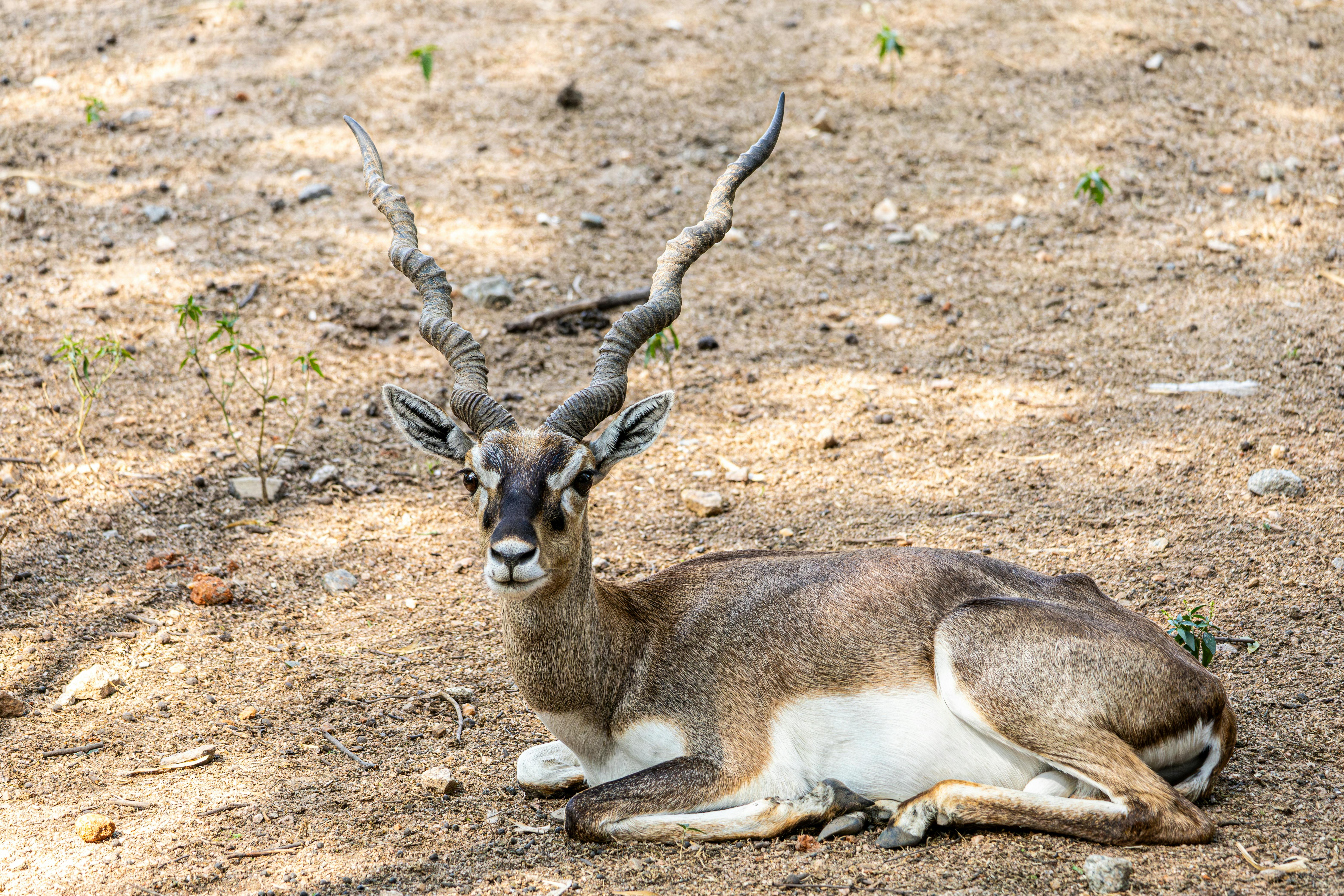 Buck Beton Photos, Download The BEST Free Buck Beton Stock Photos & HD ...