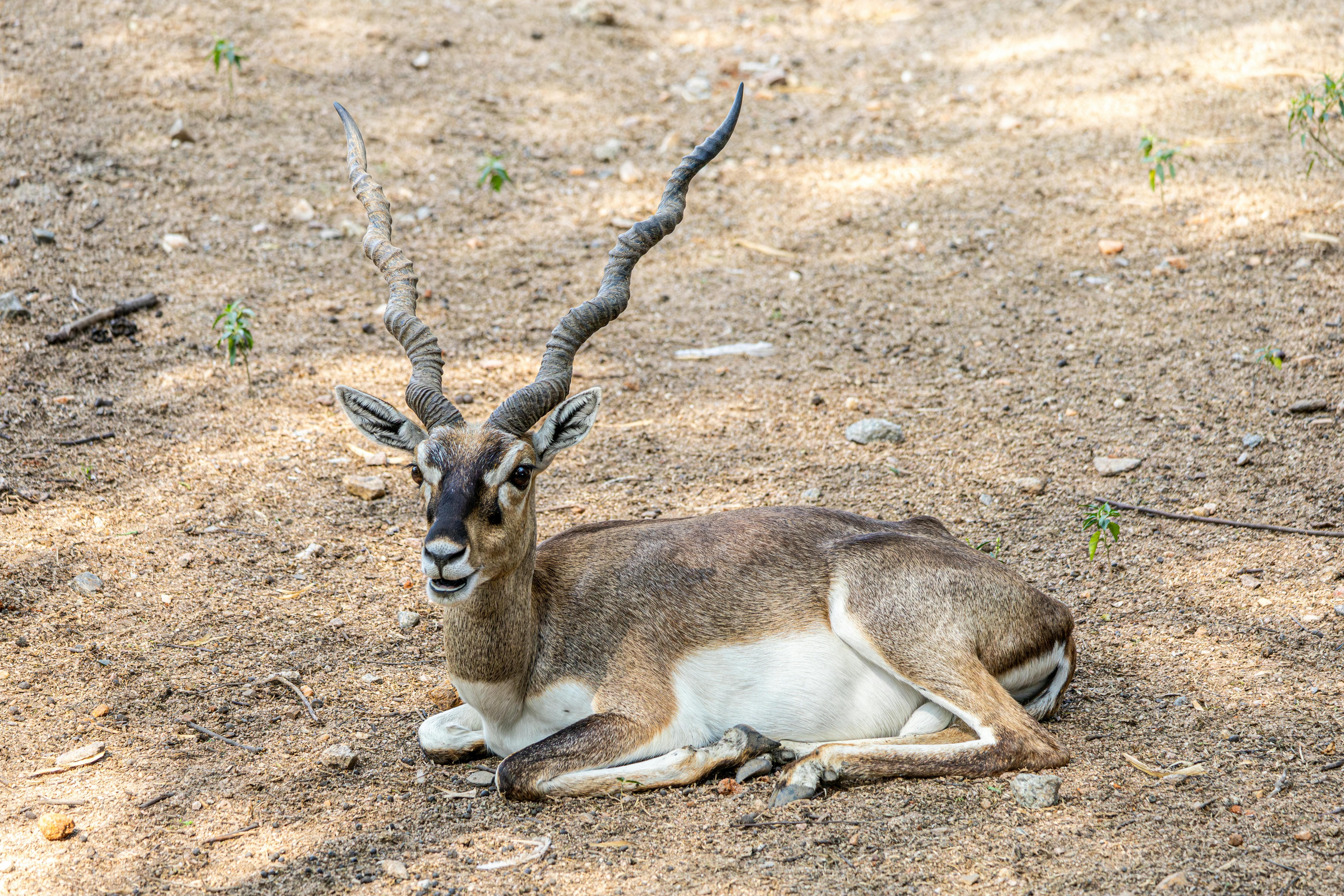 Leopard And Antelope Photos, Download The BEST Free Leopard And ...