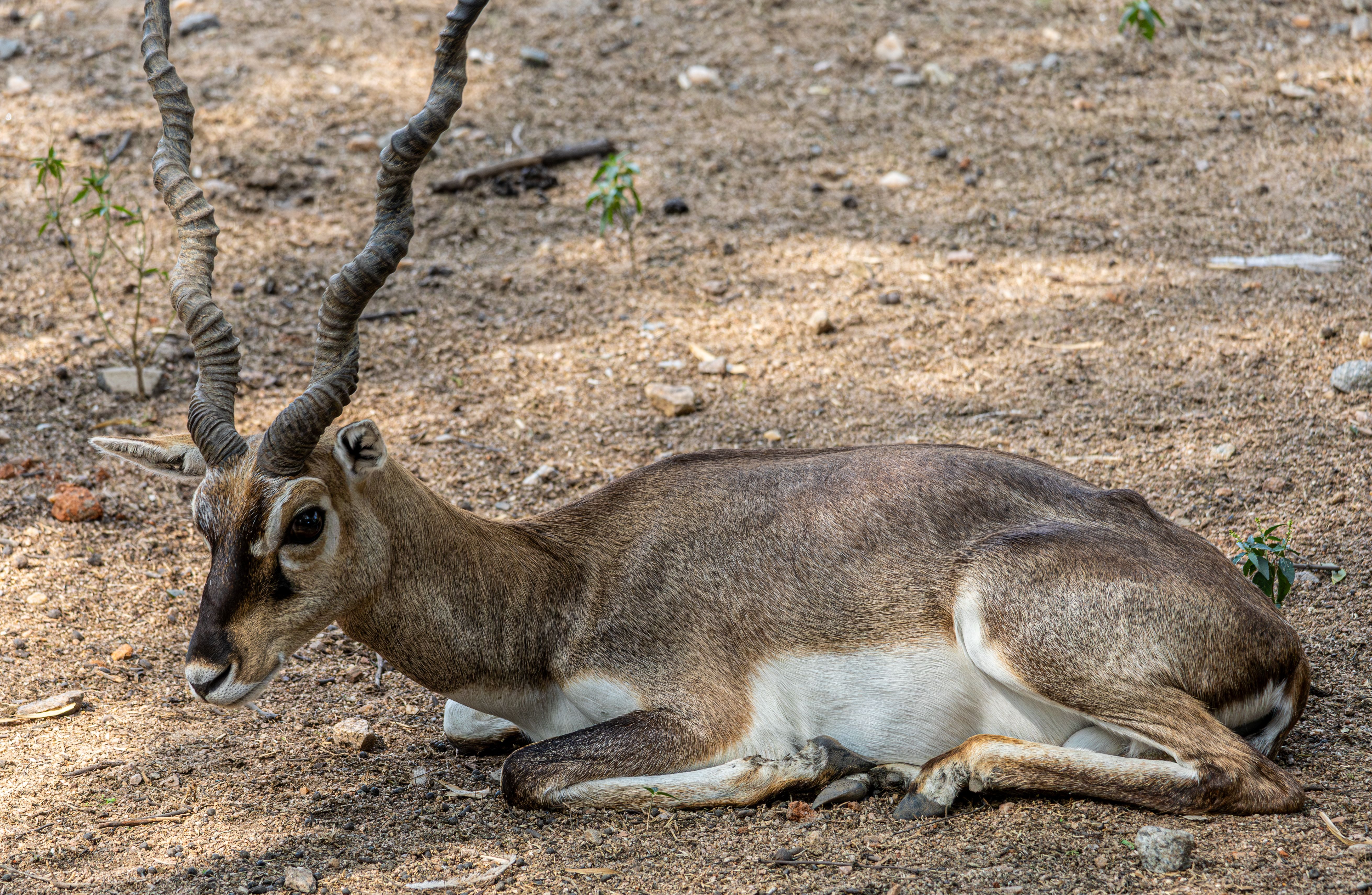 Resting Blackbuck Antelope in Natural Habitat · Free Stock Photo