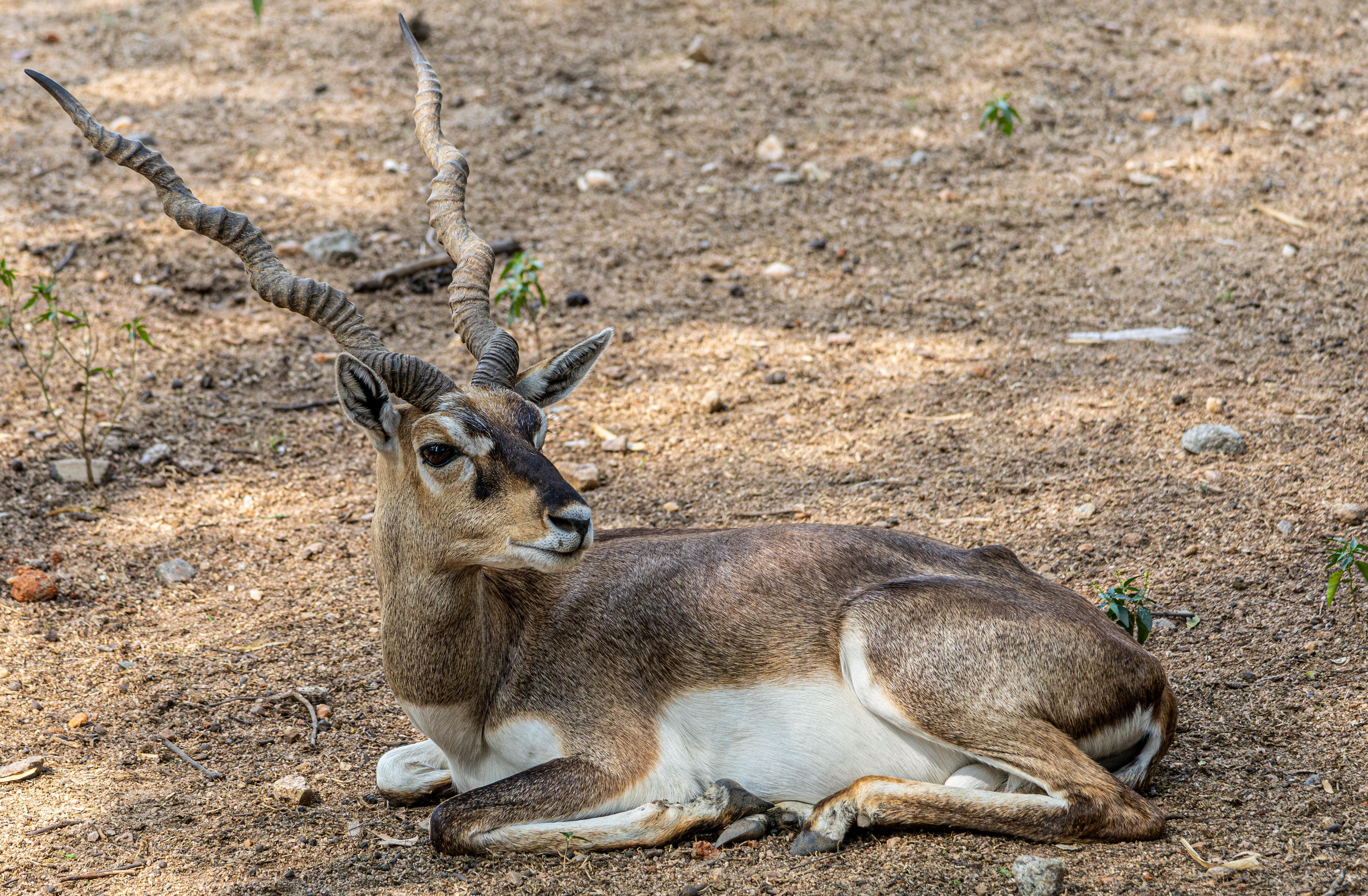 Resting Blackbuck Antelope in Natural Habitat · Free Stock Photo