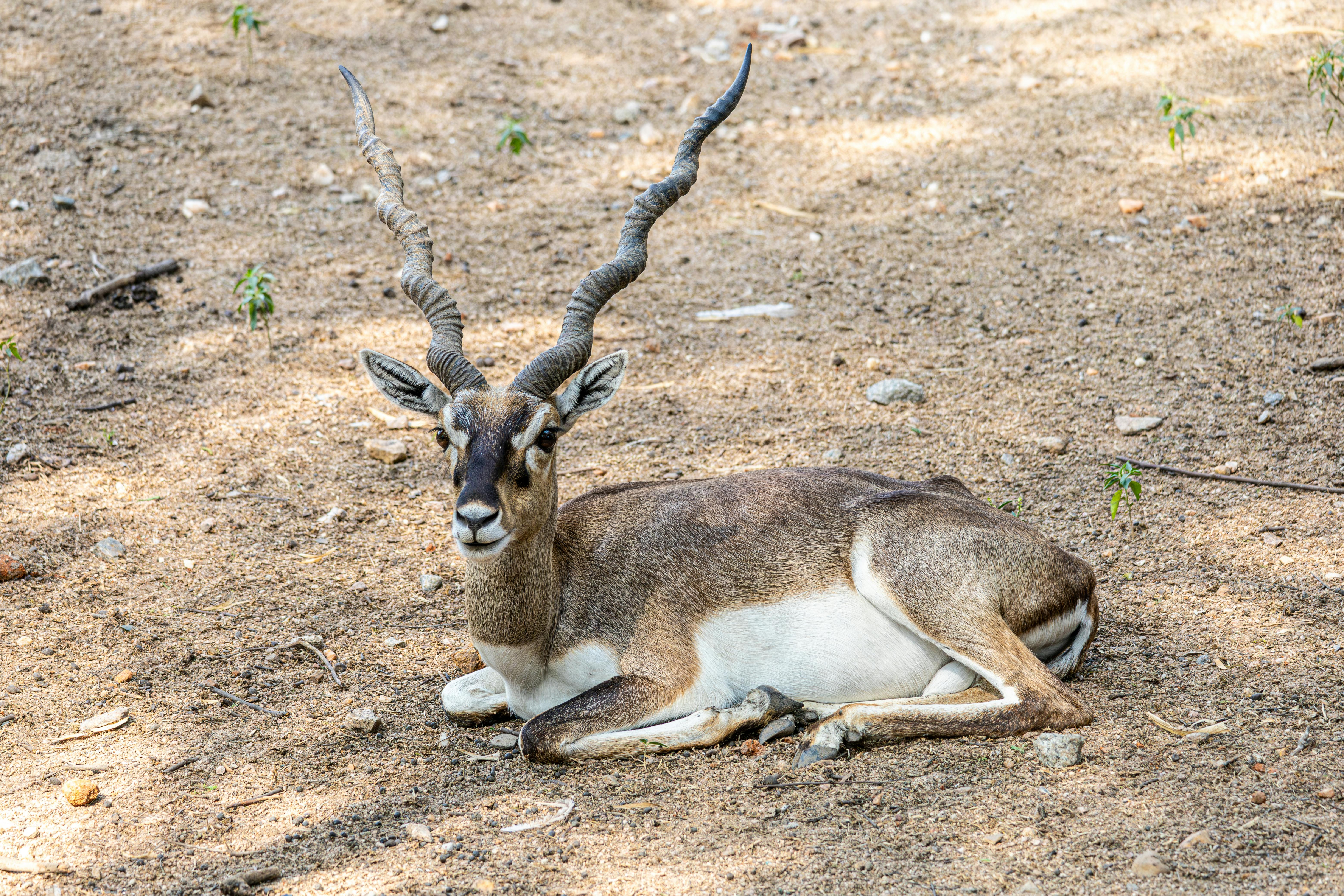 Resting Blackbuck Antelope on Dry Terrain · Free Stock Photo