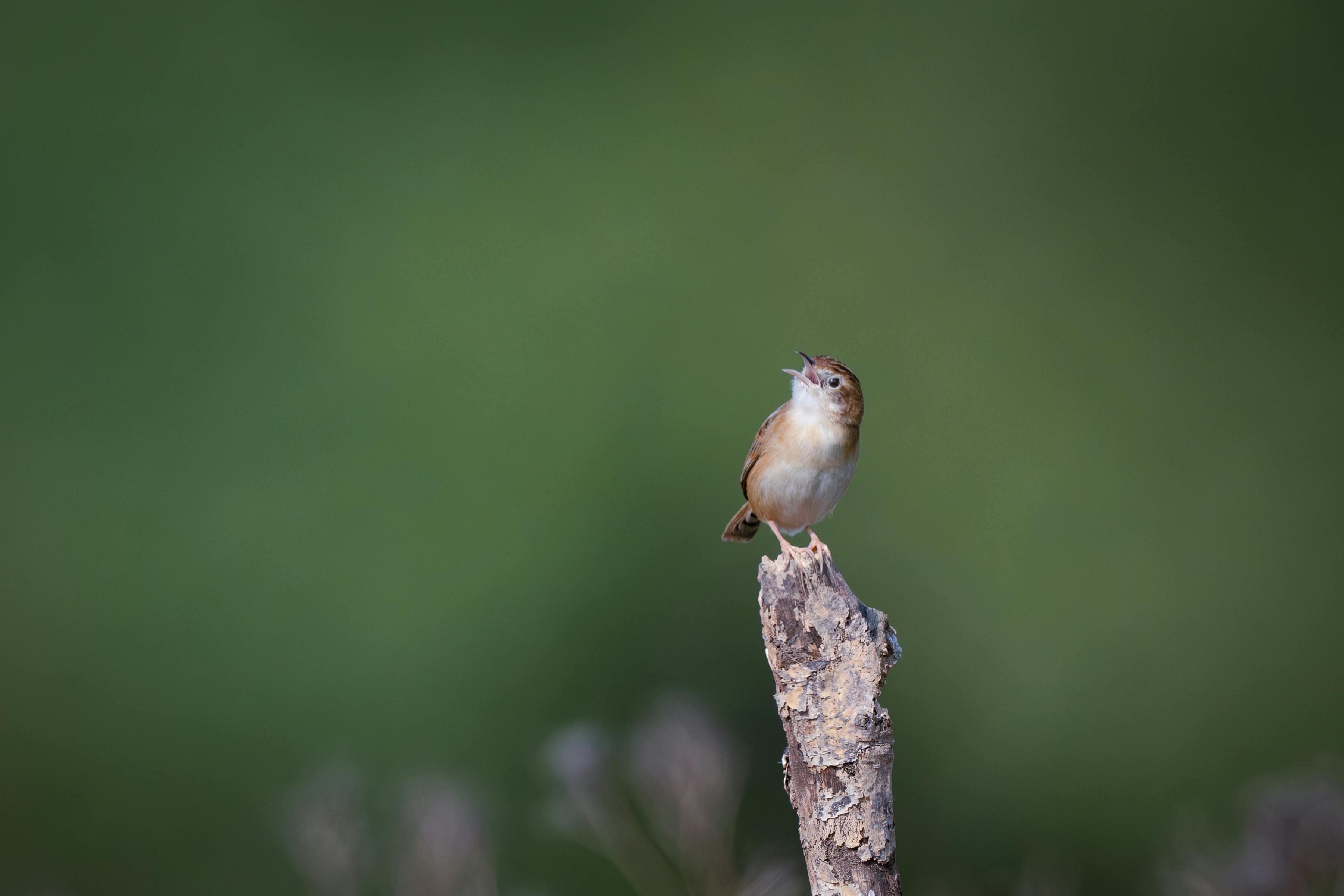 Bird In Profile Photos, Download The BEST Free Bird In Profile Stock ...