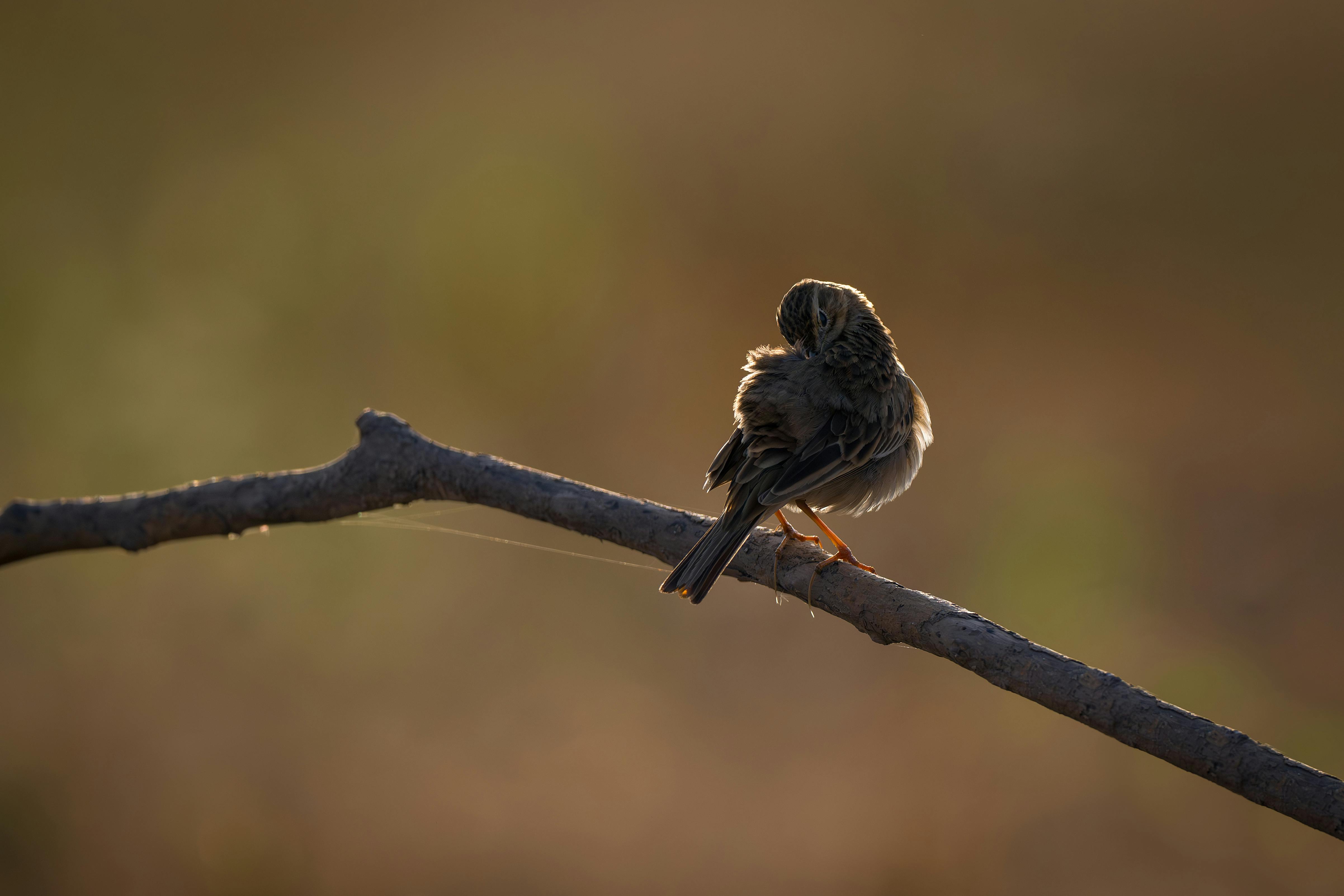 Backlit Bird Perched on a Branch at Sunset · Free Stock Photo