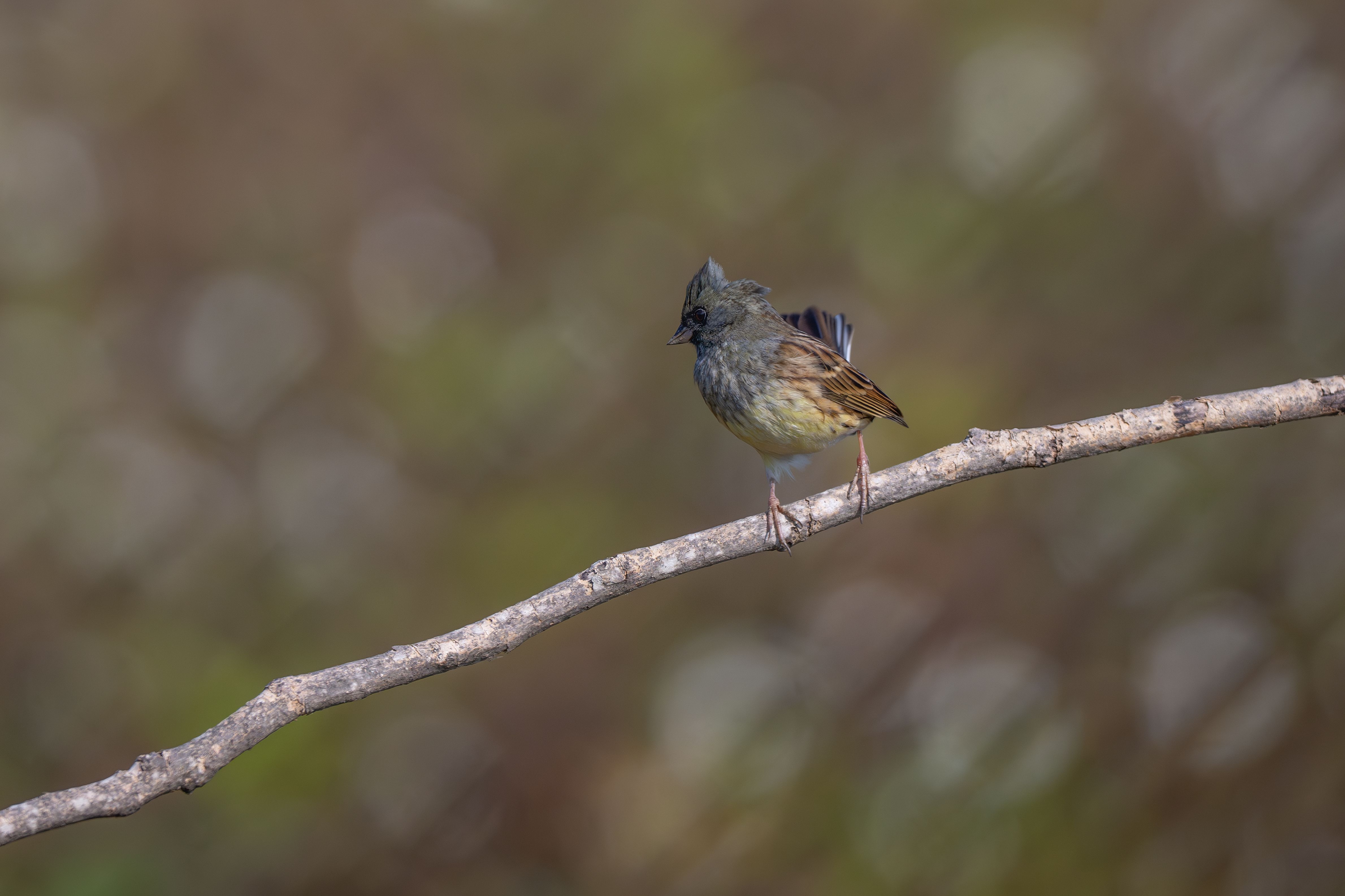 Green Bird · Free Stock Photo