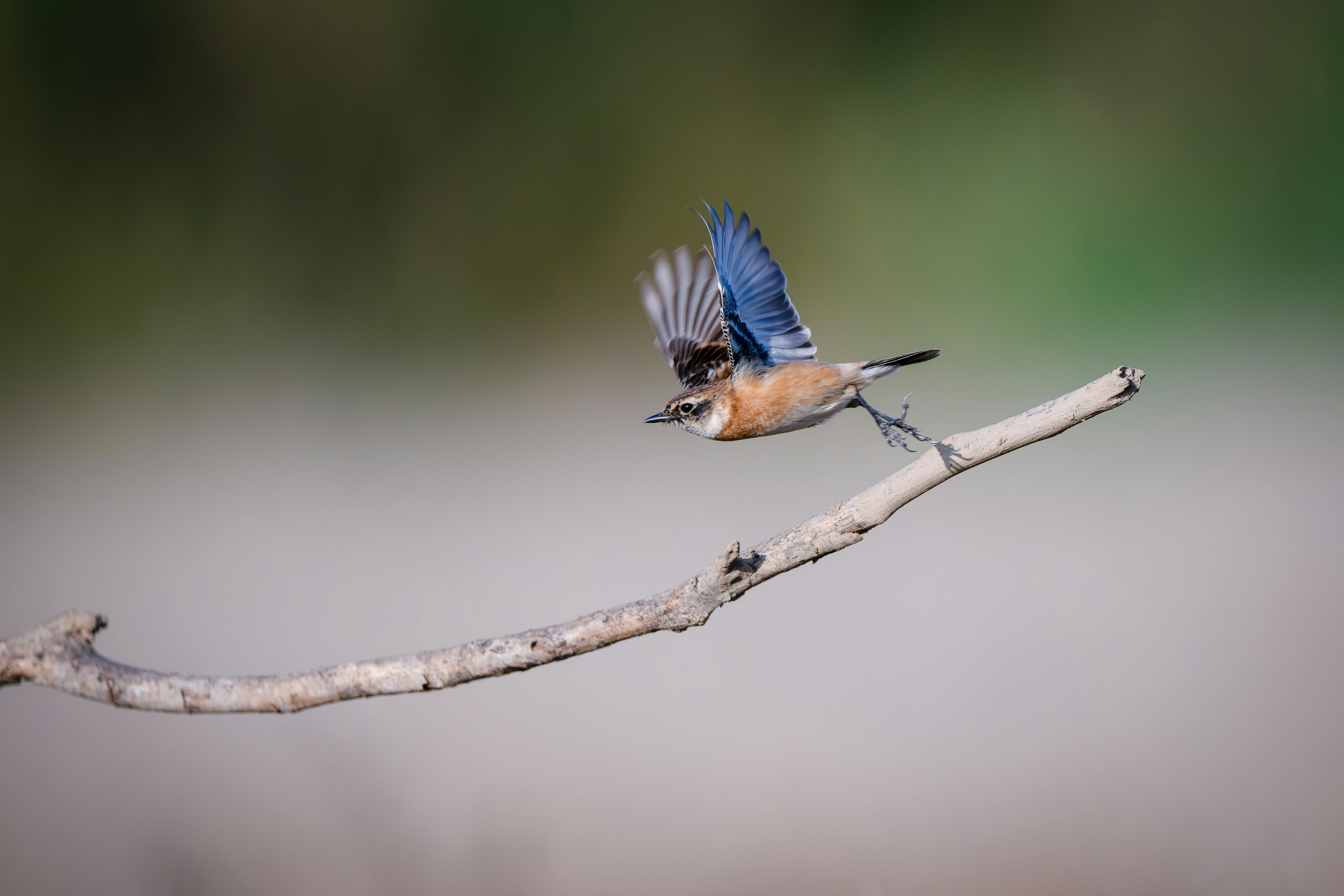 Swift Kuning Photos, Download The BEST Free Swift Kuning Stock Photos ...