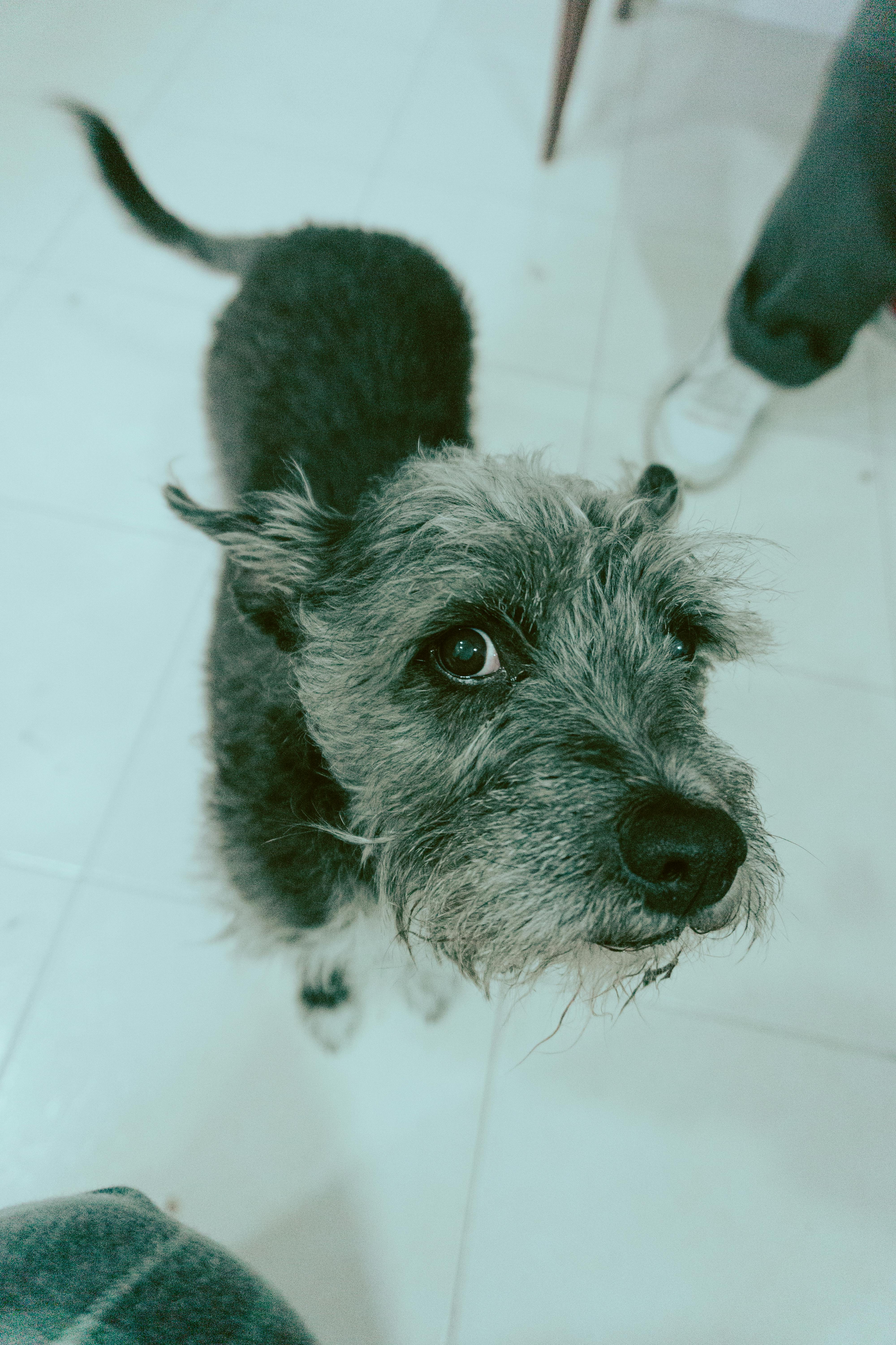 Cute Dog with Scruffy Fur Looking Up Indoors · Free Stock Photo