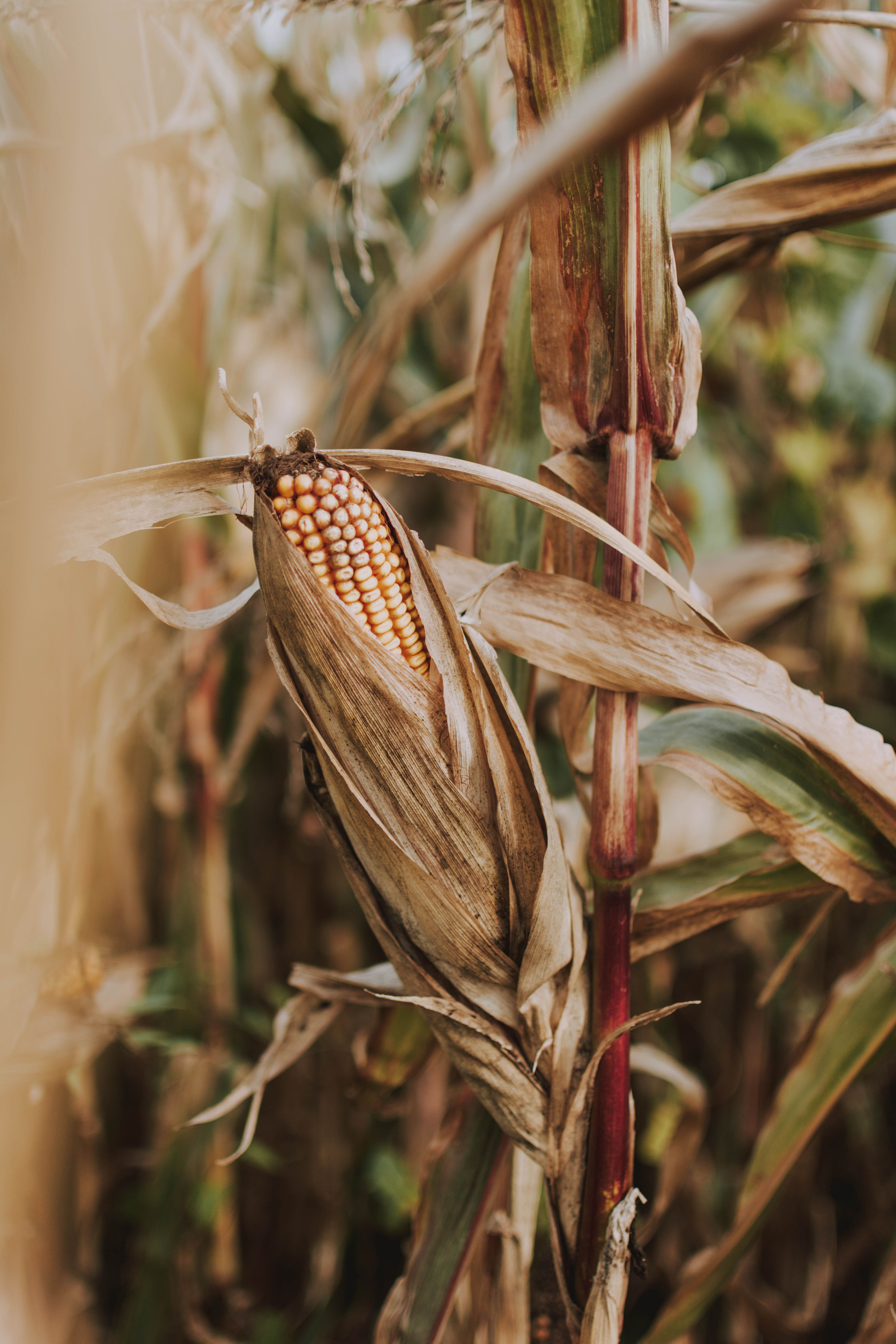 Corn Plant · Free Stock Photo