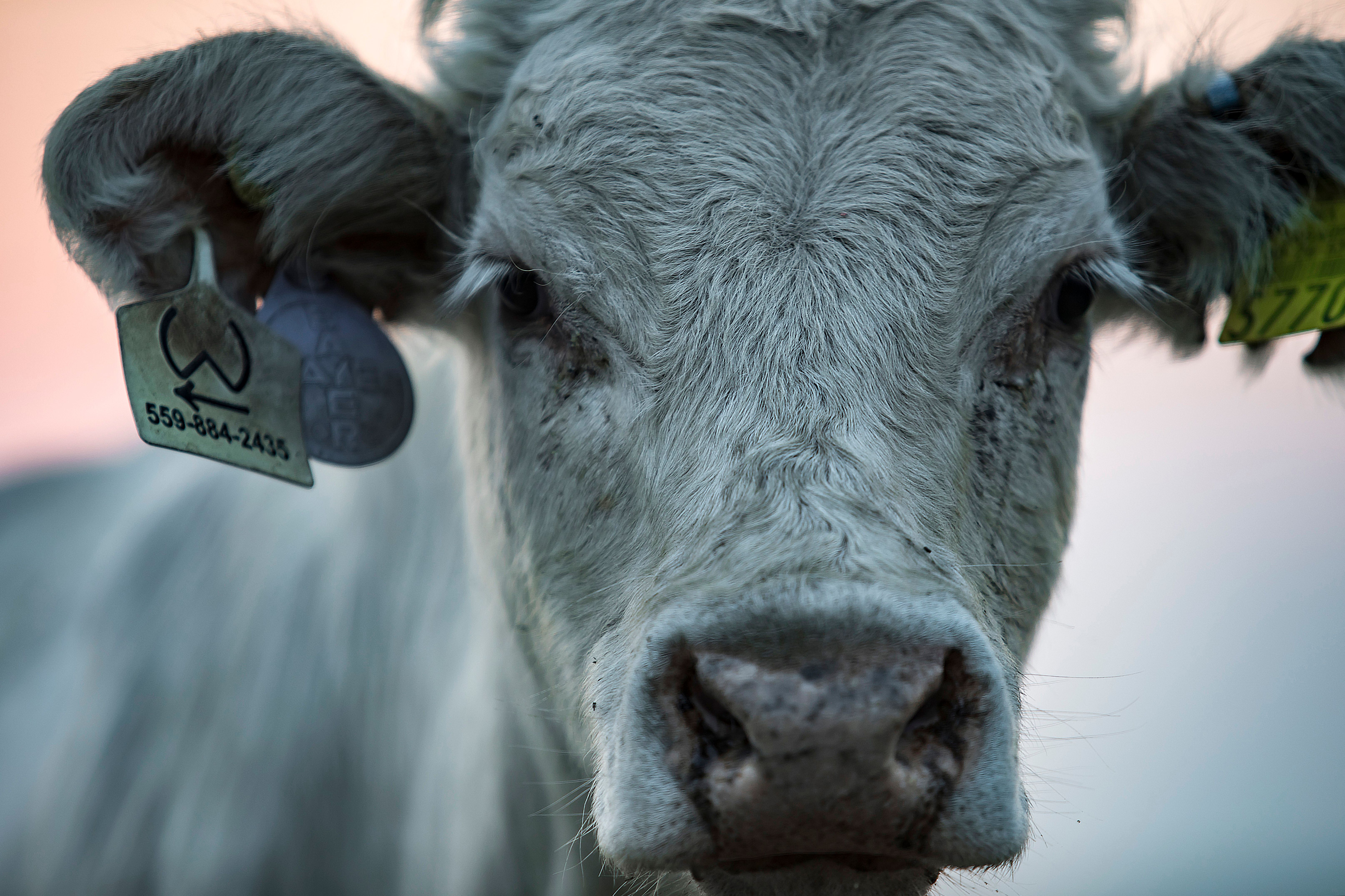 Close-up Portrait of a White Cow with Ear Tags · Free Stock Photo