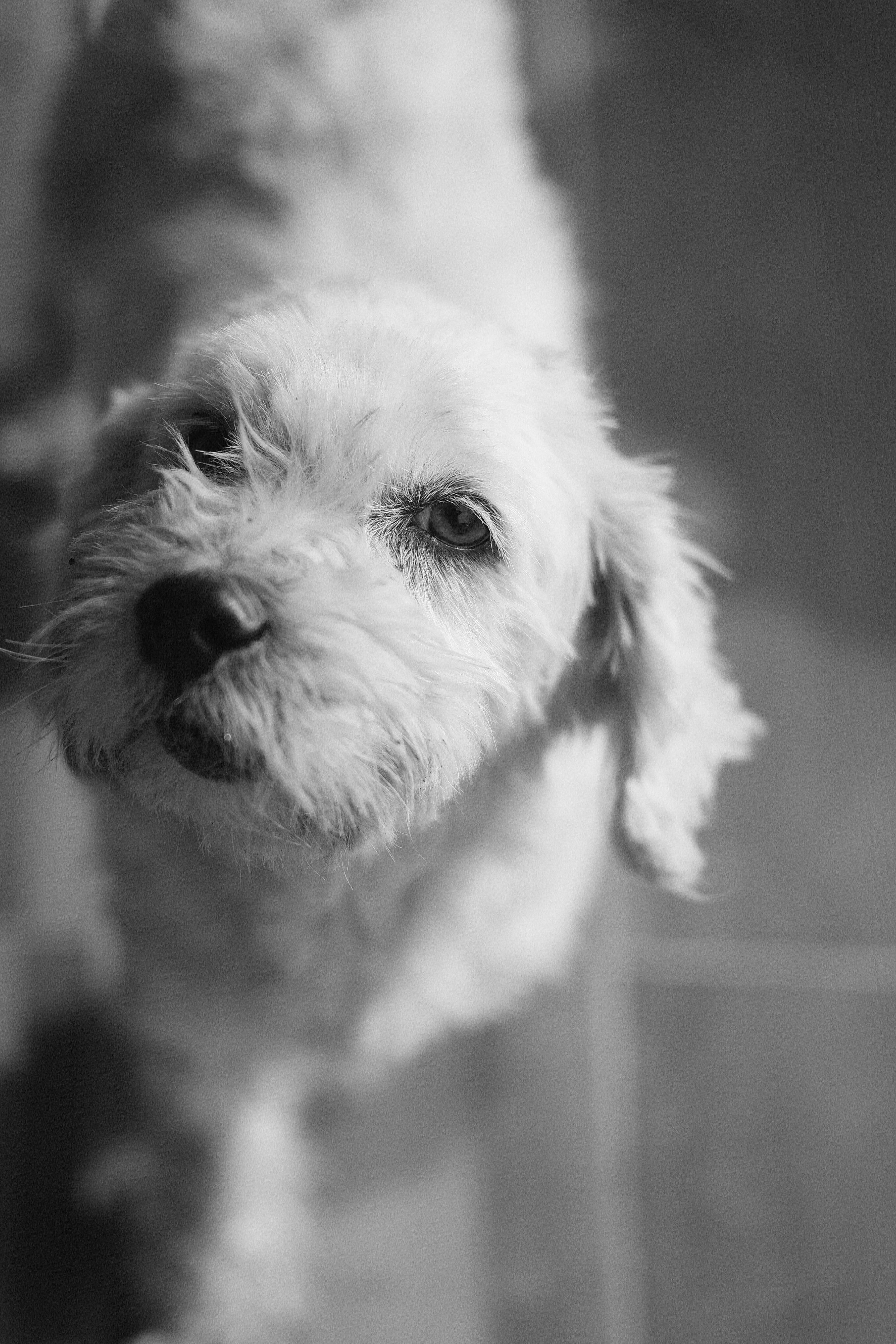 Pet Indoors Photos, Download The BEST Free Pet Indoors Stock Photos ...