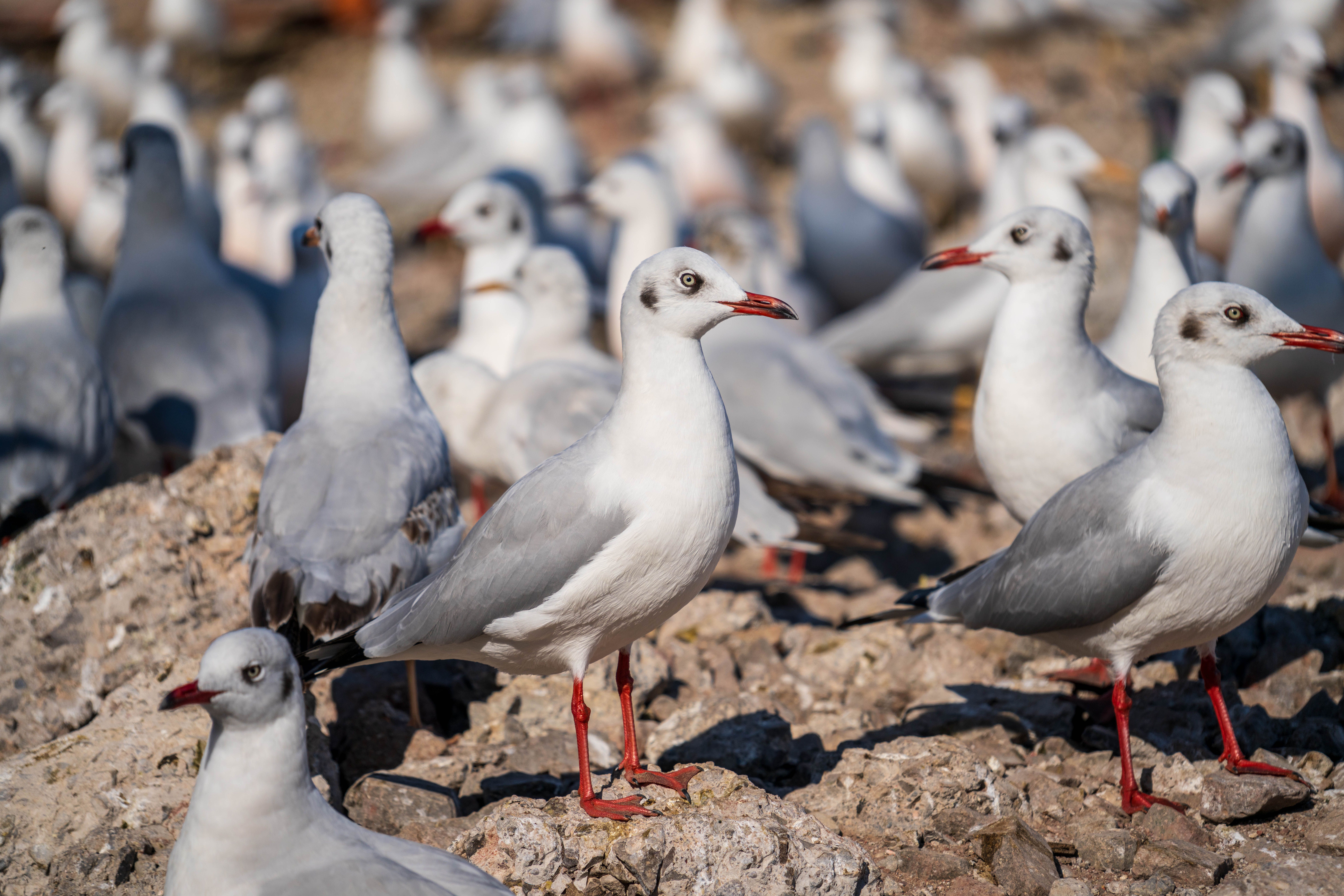 Flock of Brown-headed Gulls in Jamnagar, India · Free Stock Photo