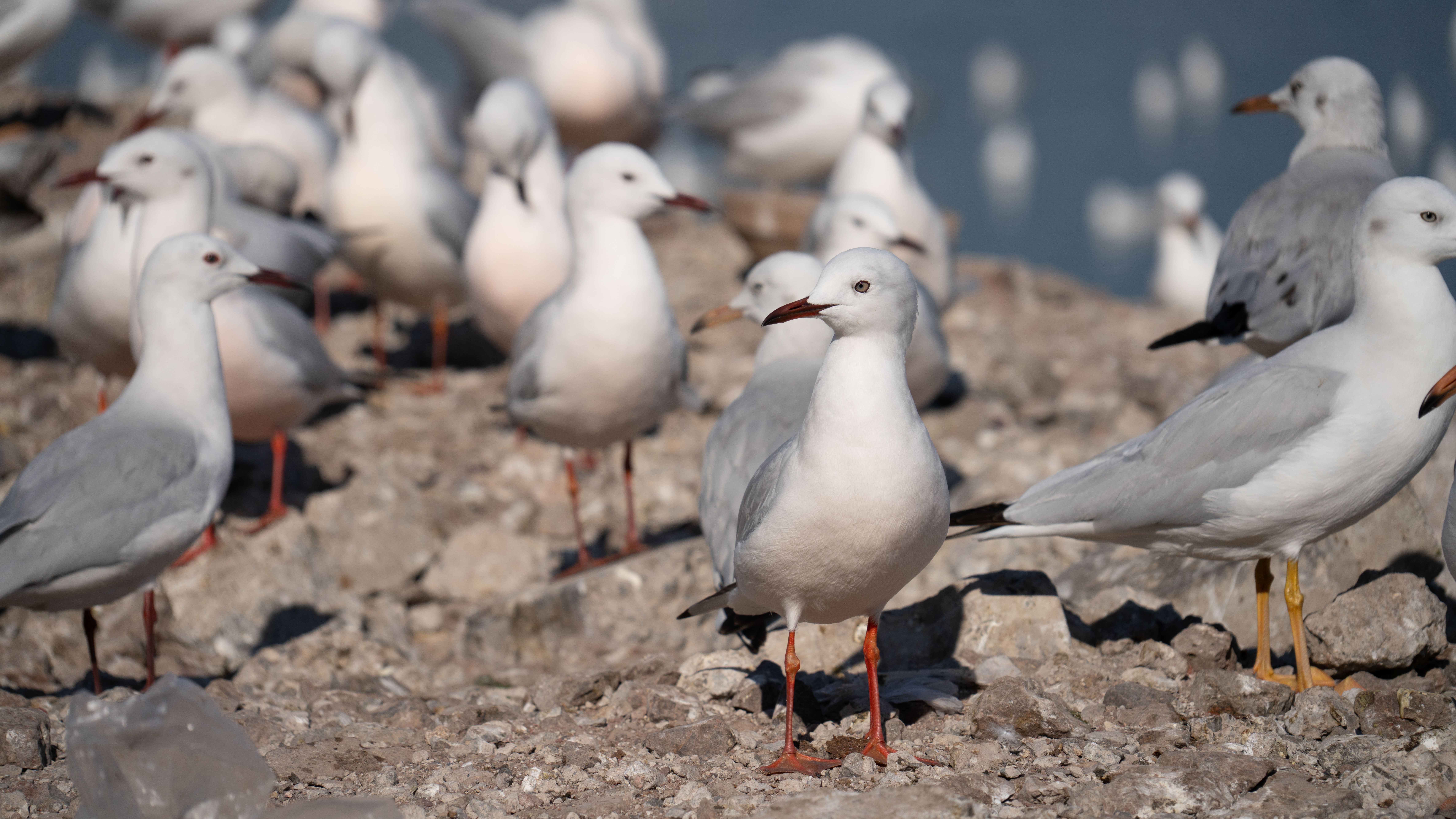 Wild Waterbirds Photos, Download The BEST Free Wild Waterbirds Stock ...