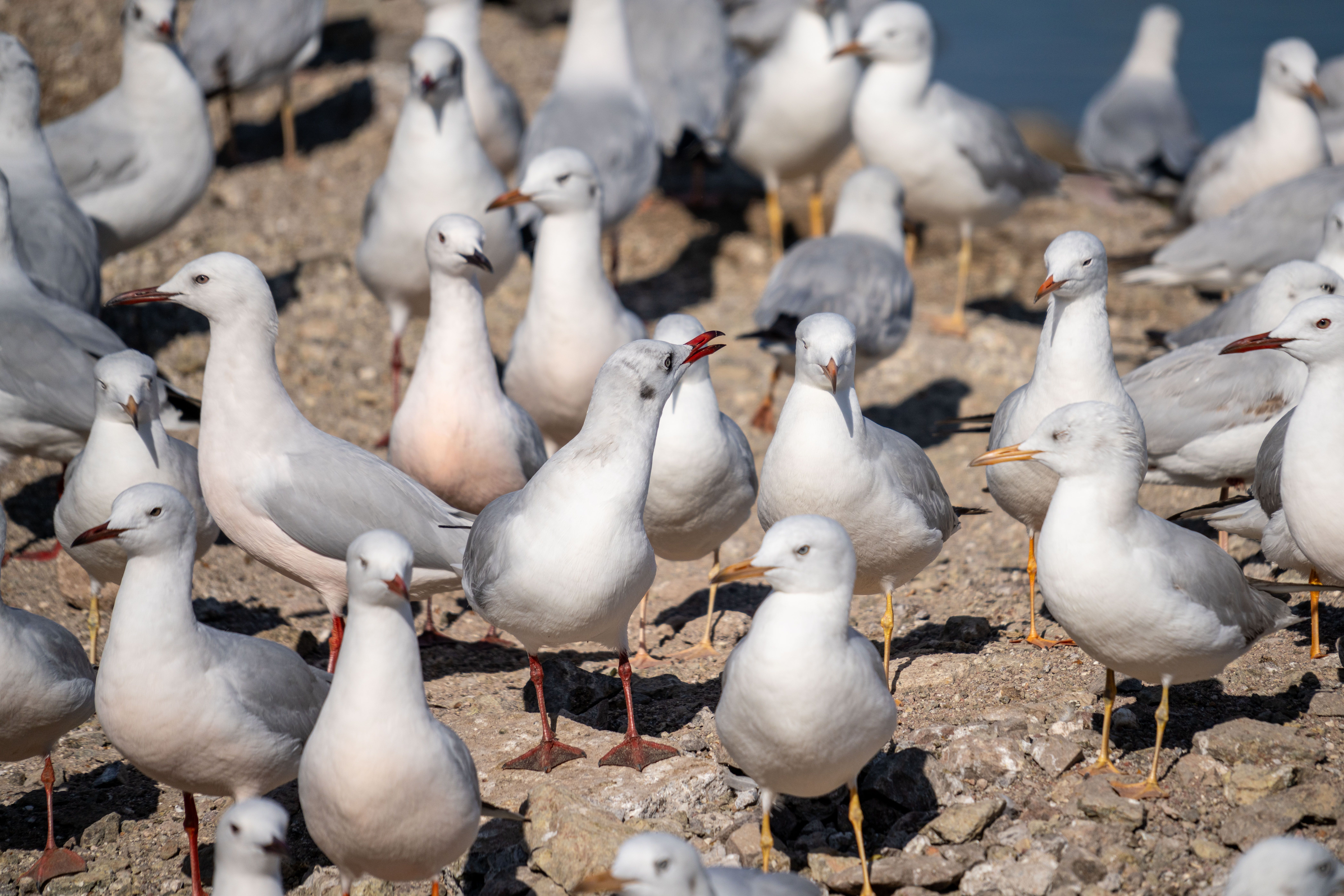 Birds On Land Photos, Download The BEST Free Birds On Land Stock Photos ...