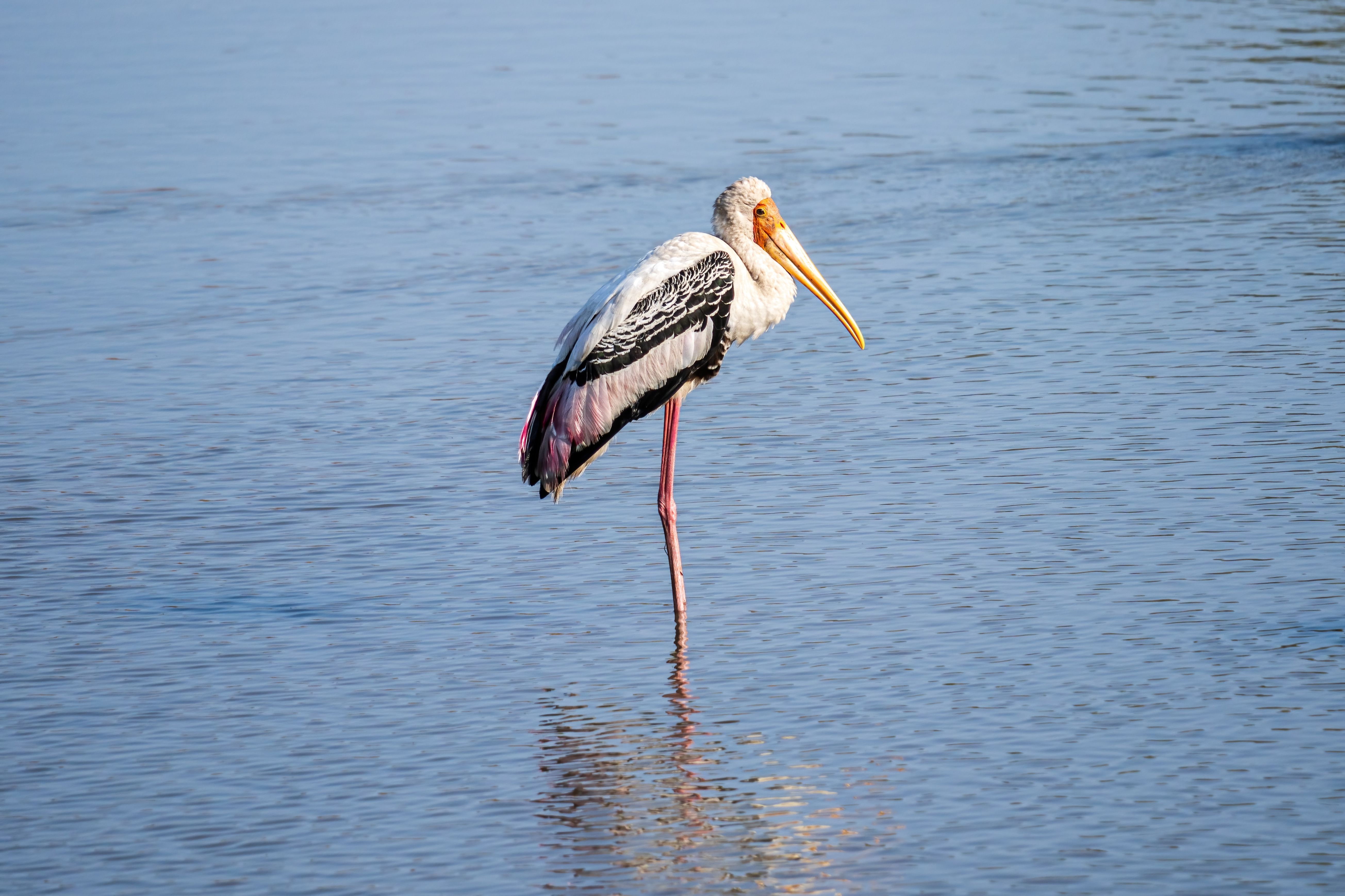 Painted Stork Standing Gracefully in Water · Free Stock Photo