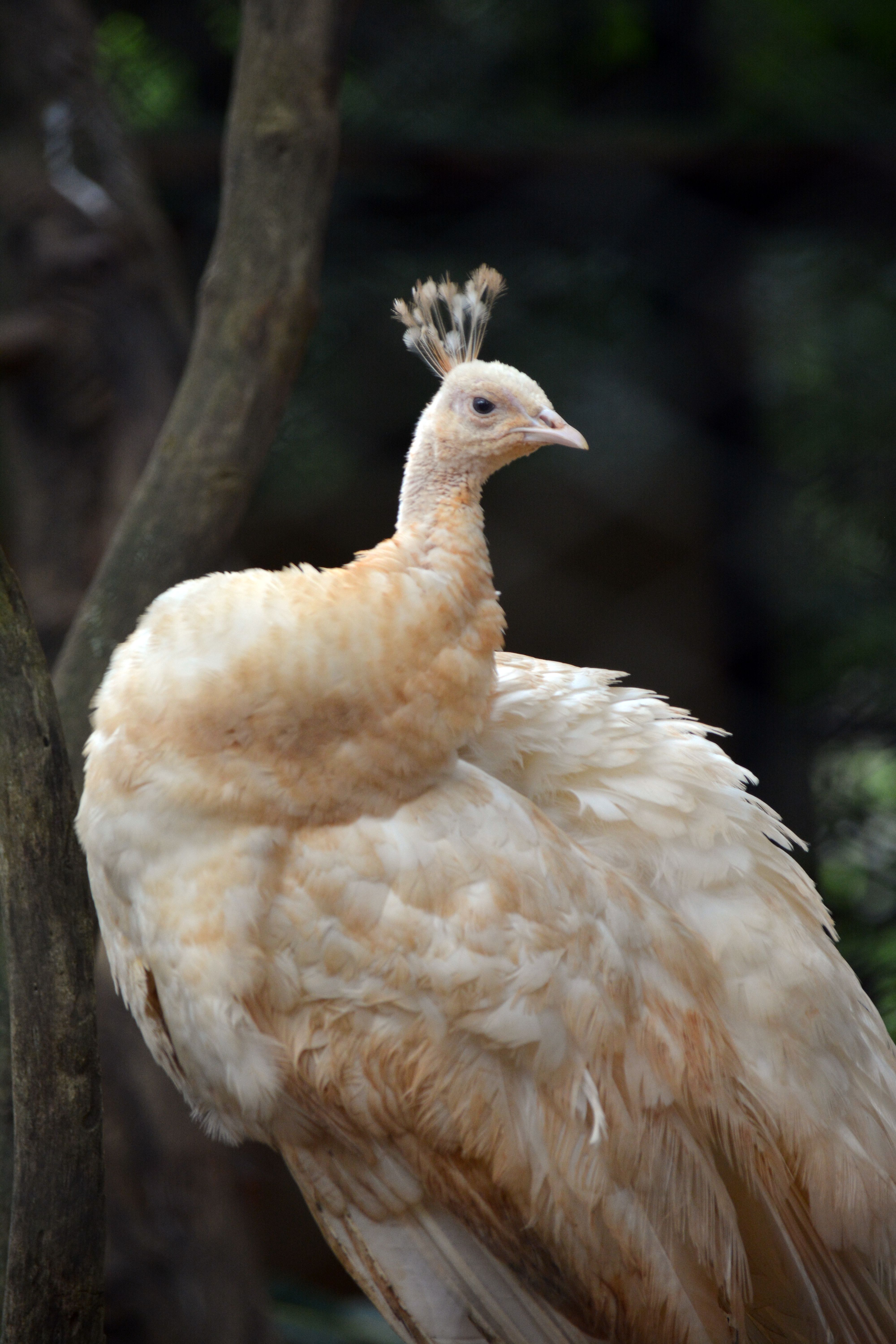 Elegant White Peacock Posing in Natural Habitat · Free Stock Photo