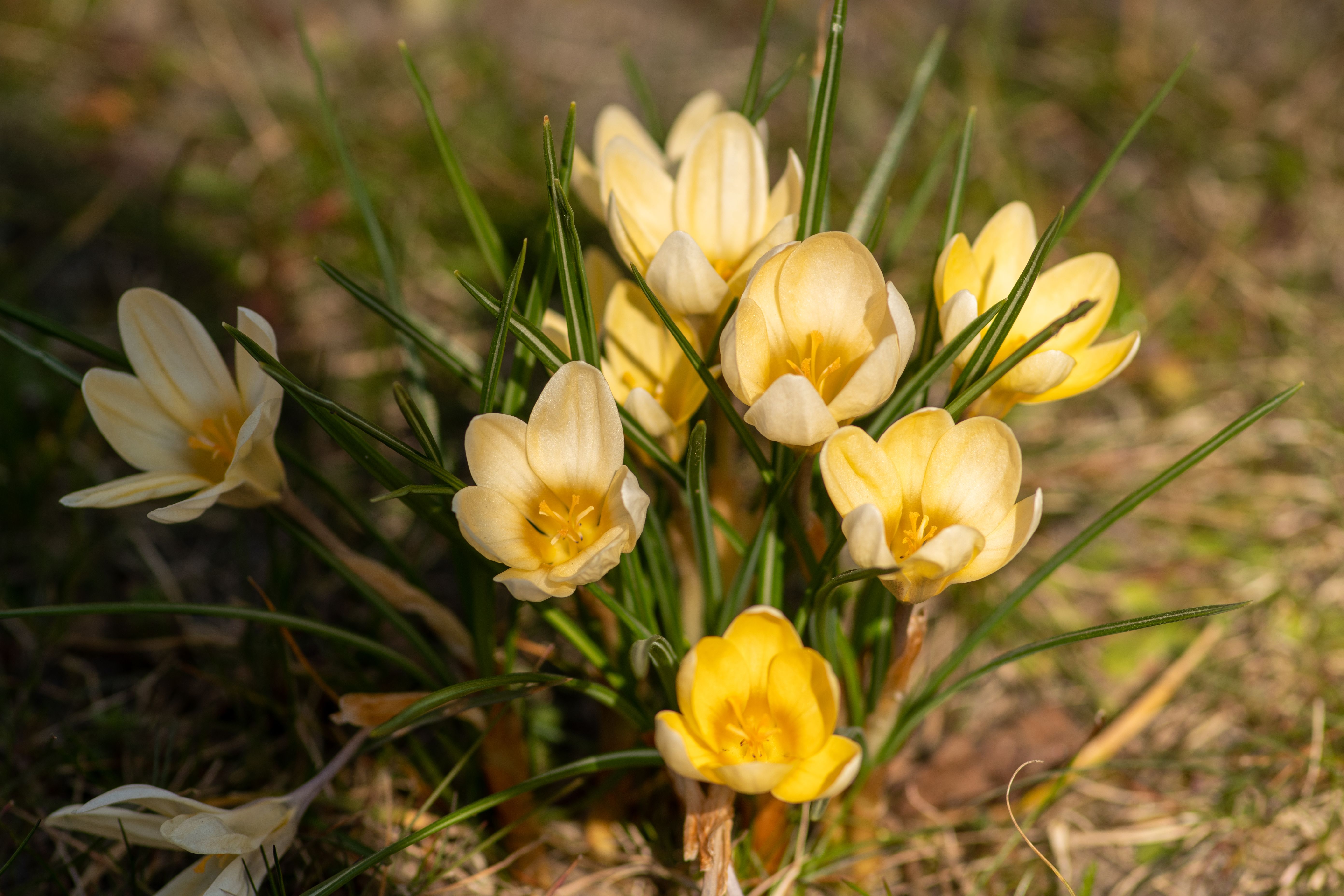Close-up of Yellow Crocus Flowers in Spring · Free Stock Photo