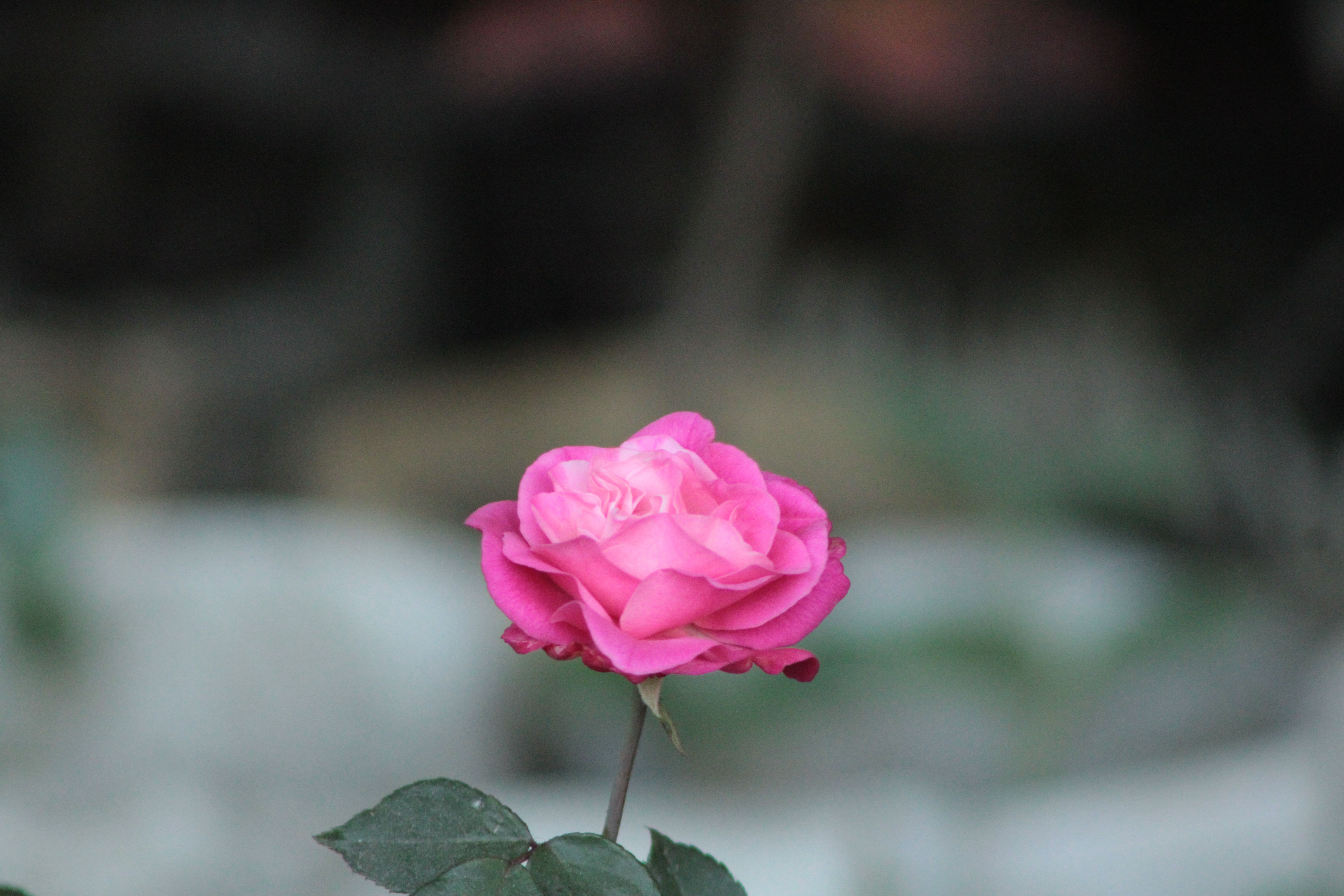 Close-Up Photography of Pink Rose · Free Stock Photo