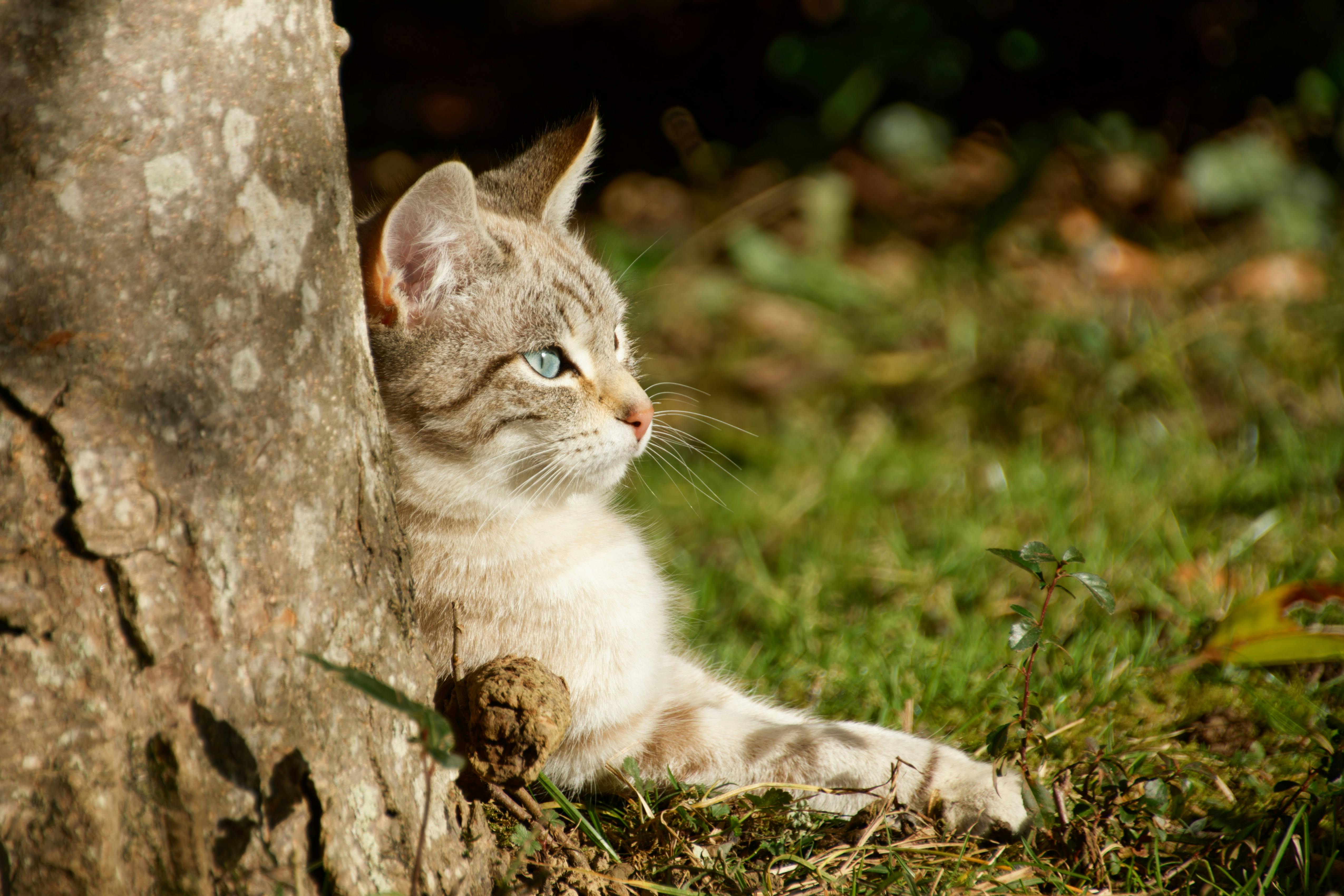Tabby Cat Resting Under Tree in Sunlit Garden · Free Stock Photo