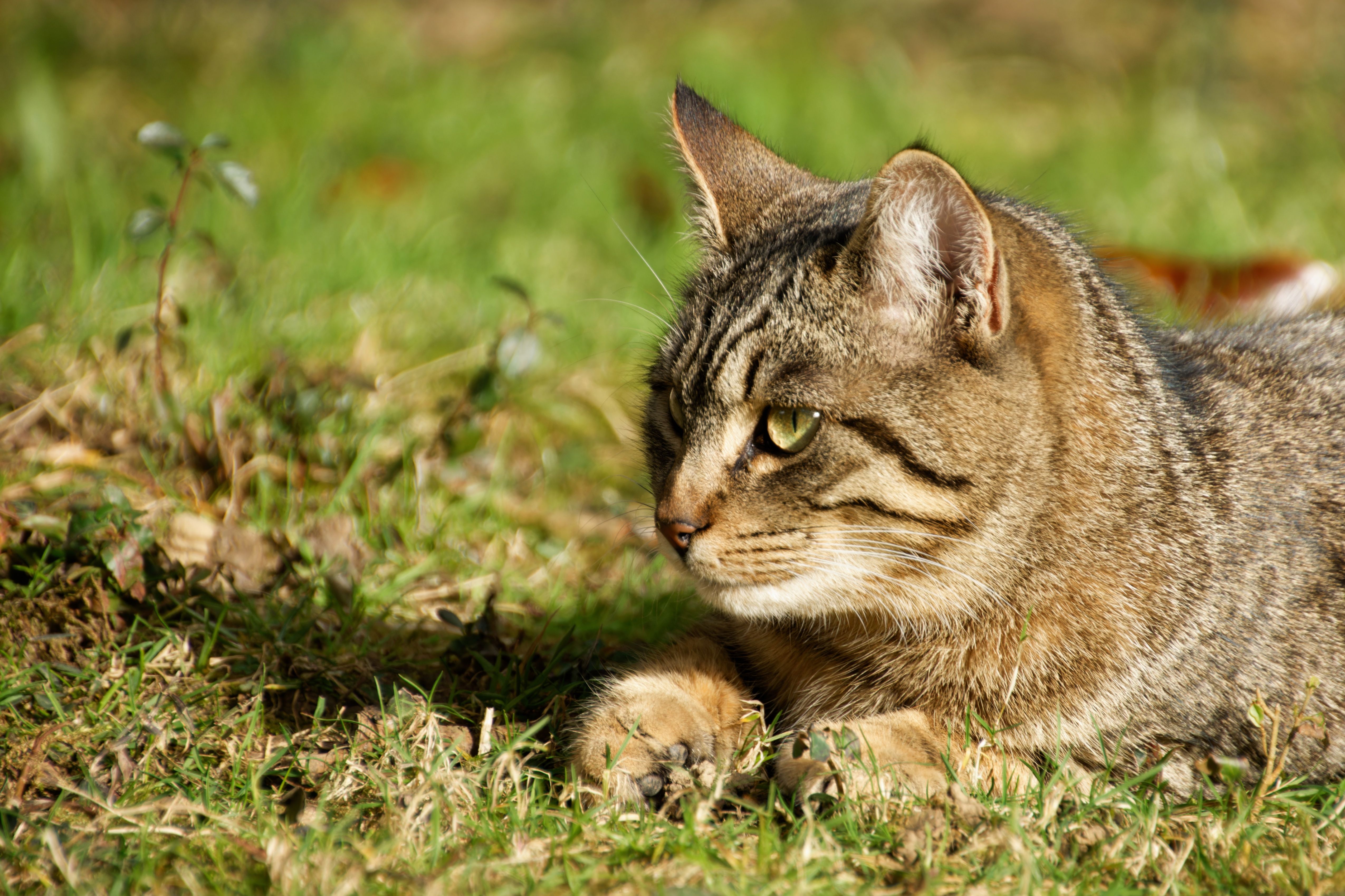 Close-up of a Tabby Cat Resting on Grass · Free Stock Photo