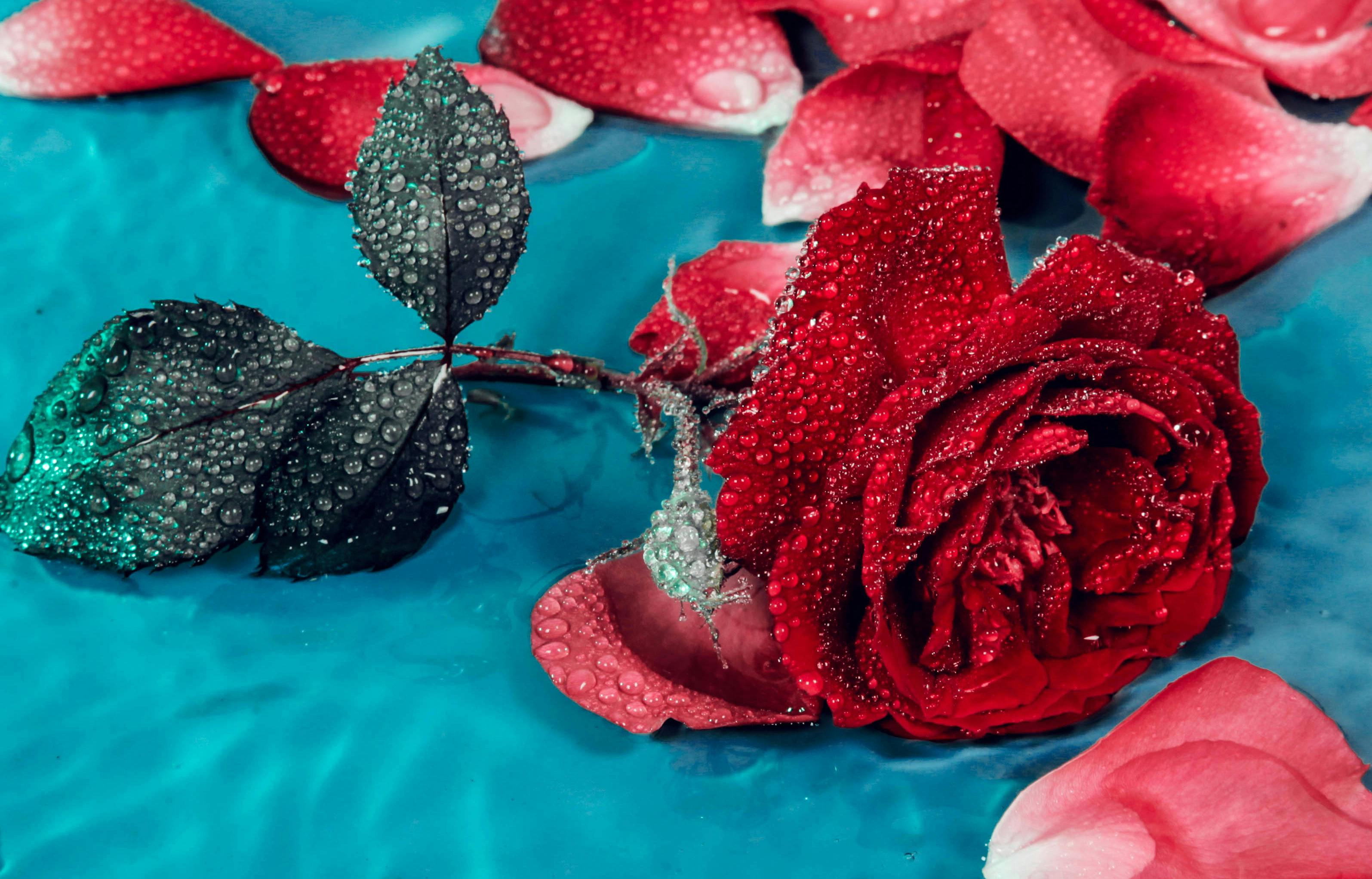 Red Rose With Water Droplets · Free Stock Photo
