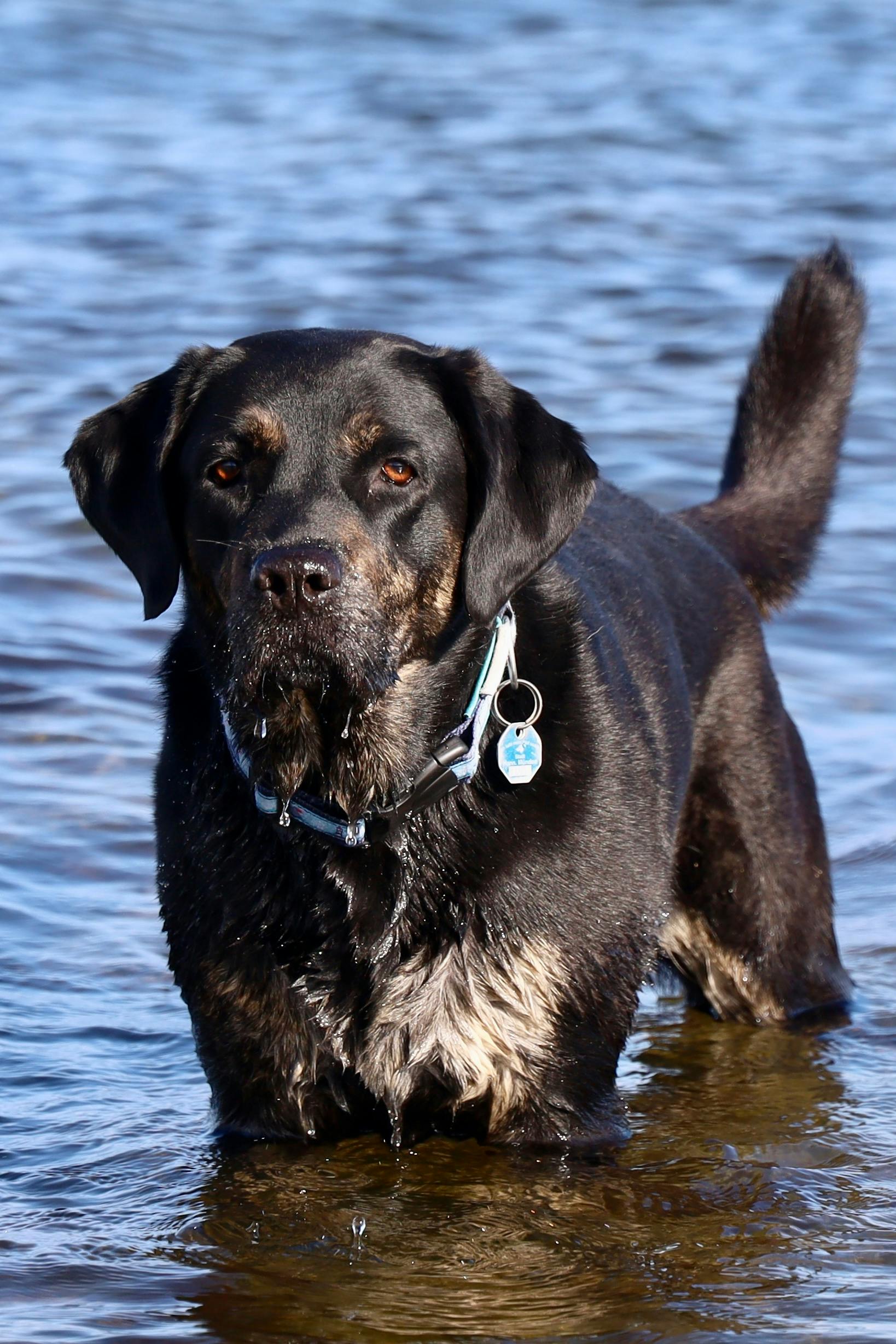 Black Labrador Retriever Enjoying Water Fun · Free Stock Photo