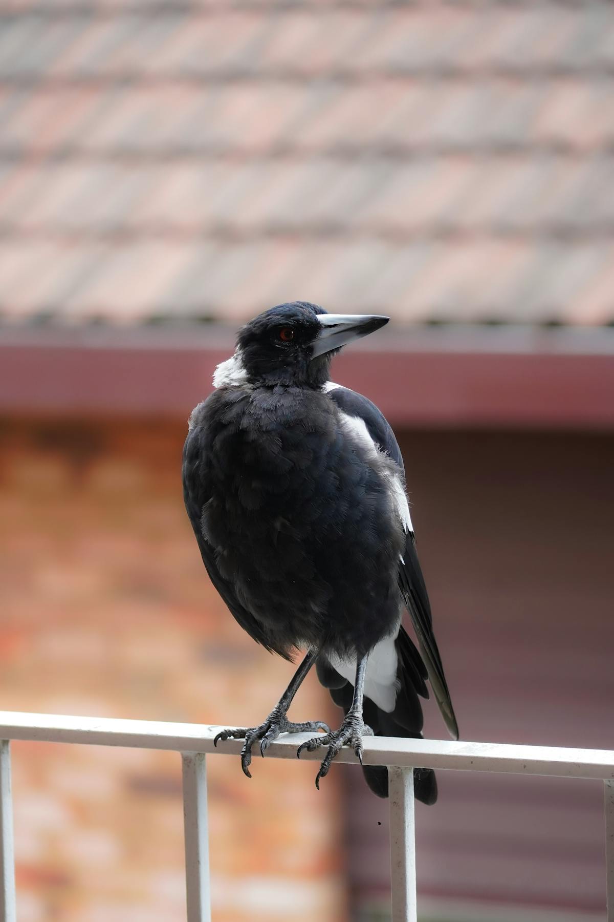 Magpie Photos, Download The BEST Free Magpie Stock Photos & HD Images