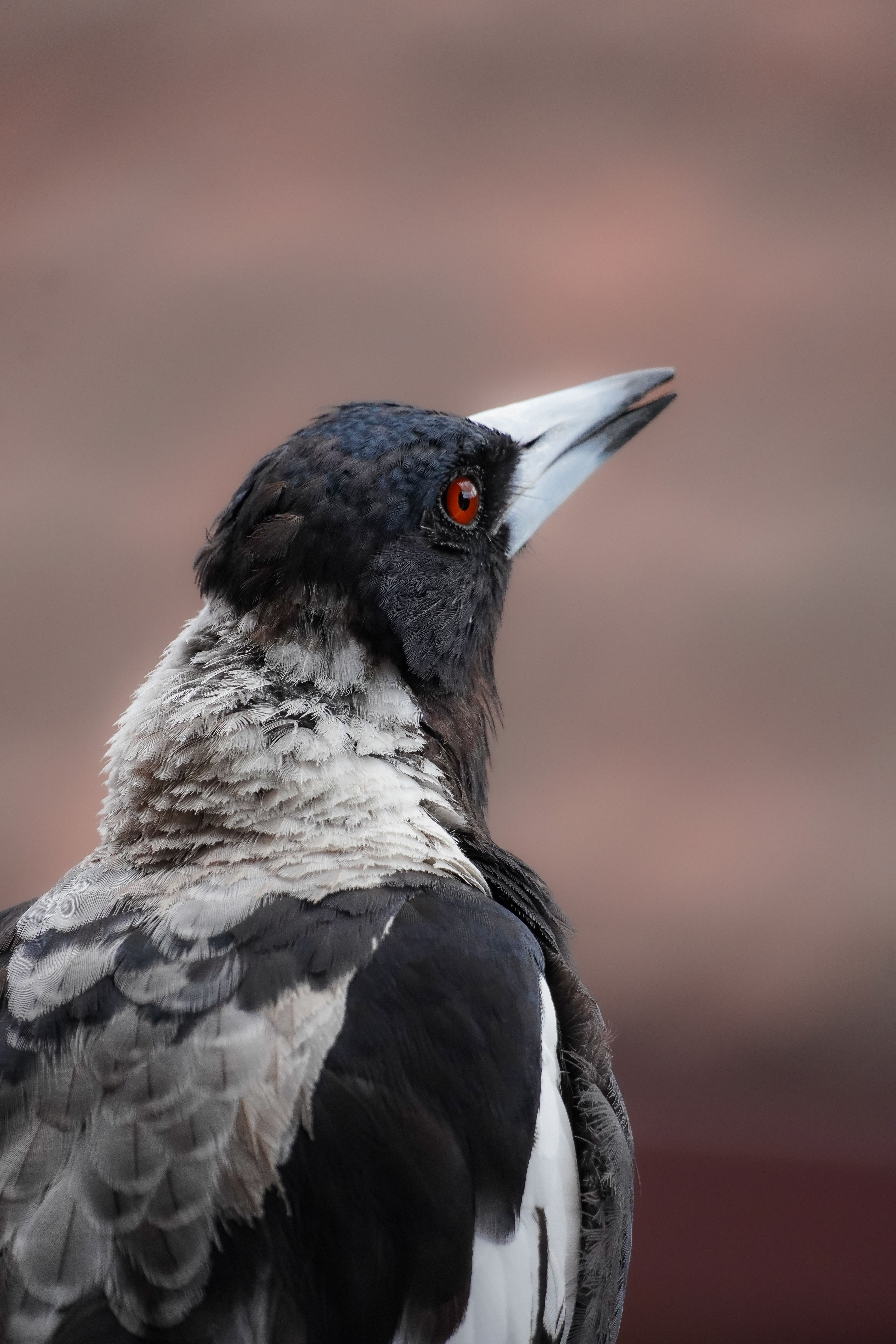 Australian Magpie Profile Against Blurred Background · Free Stock Photo