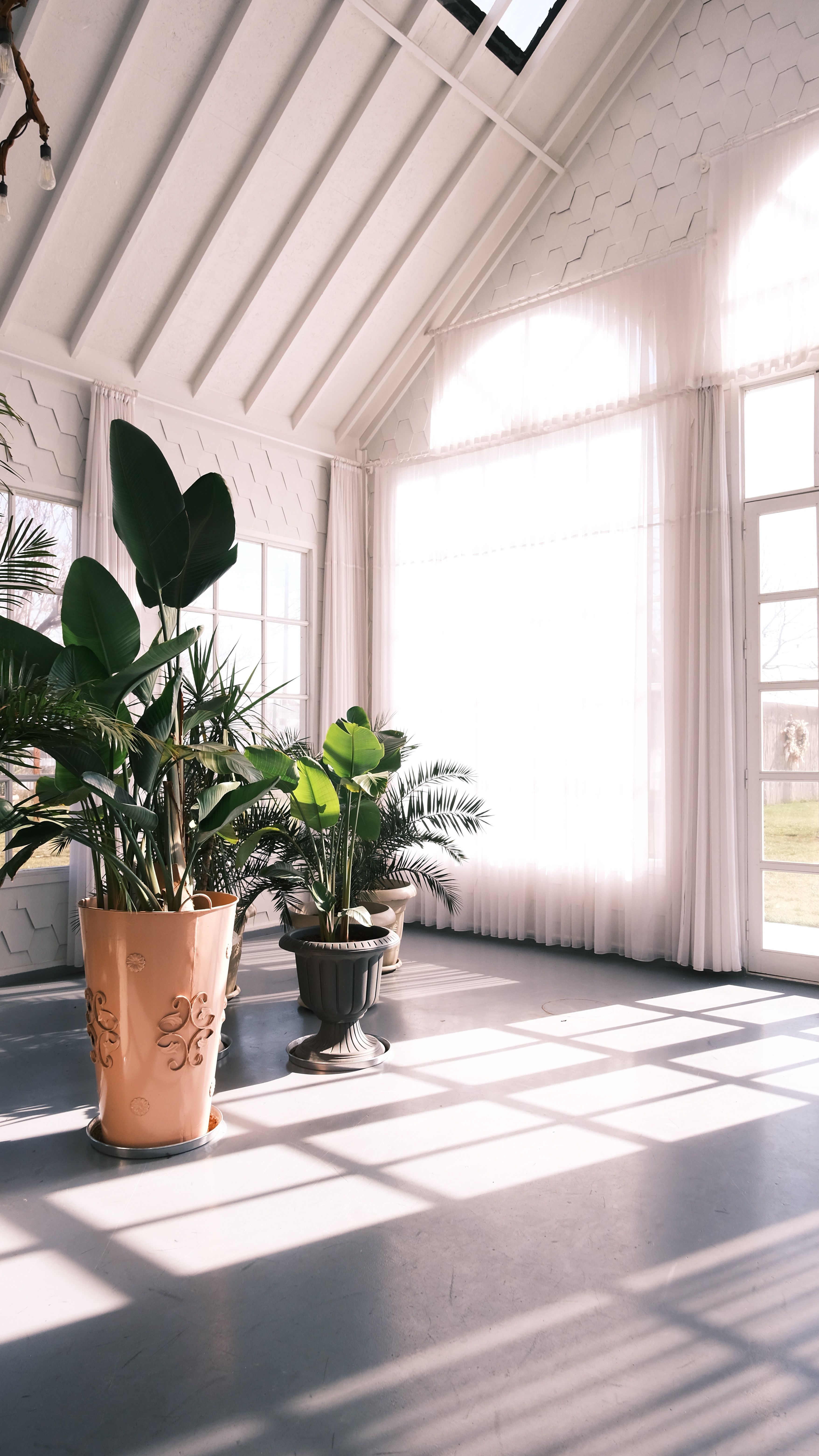 Sunny indoor garden with potted plants · Free Stock Photo