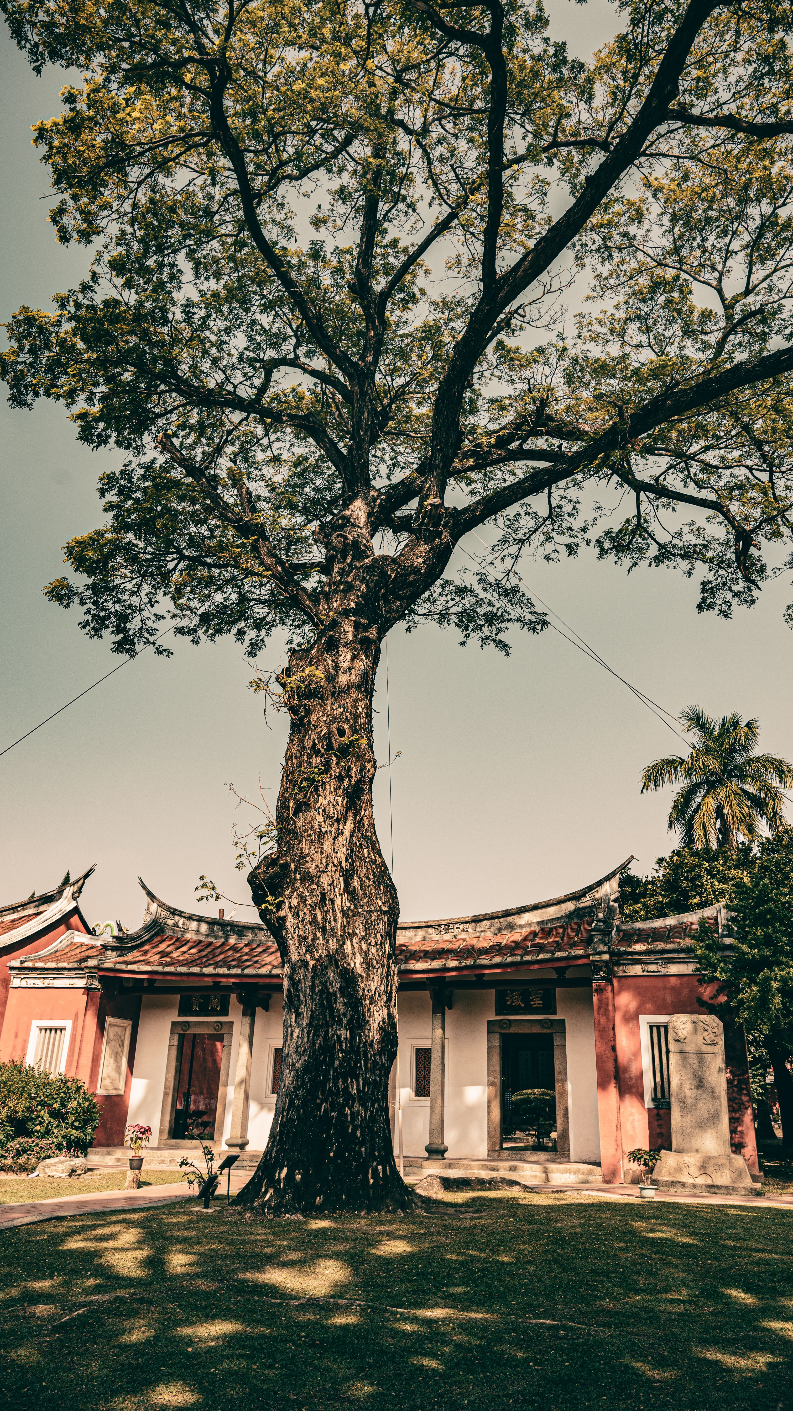 Majestic Tree and Traditional Temple in Tainan · Free Stock Photo