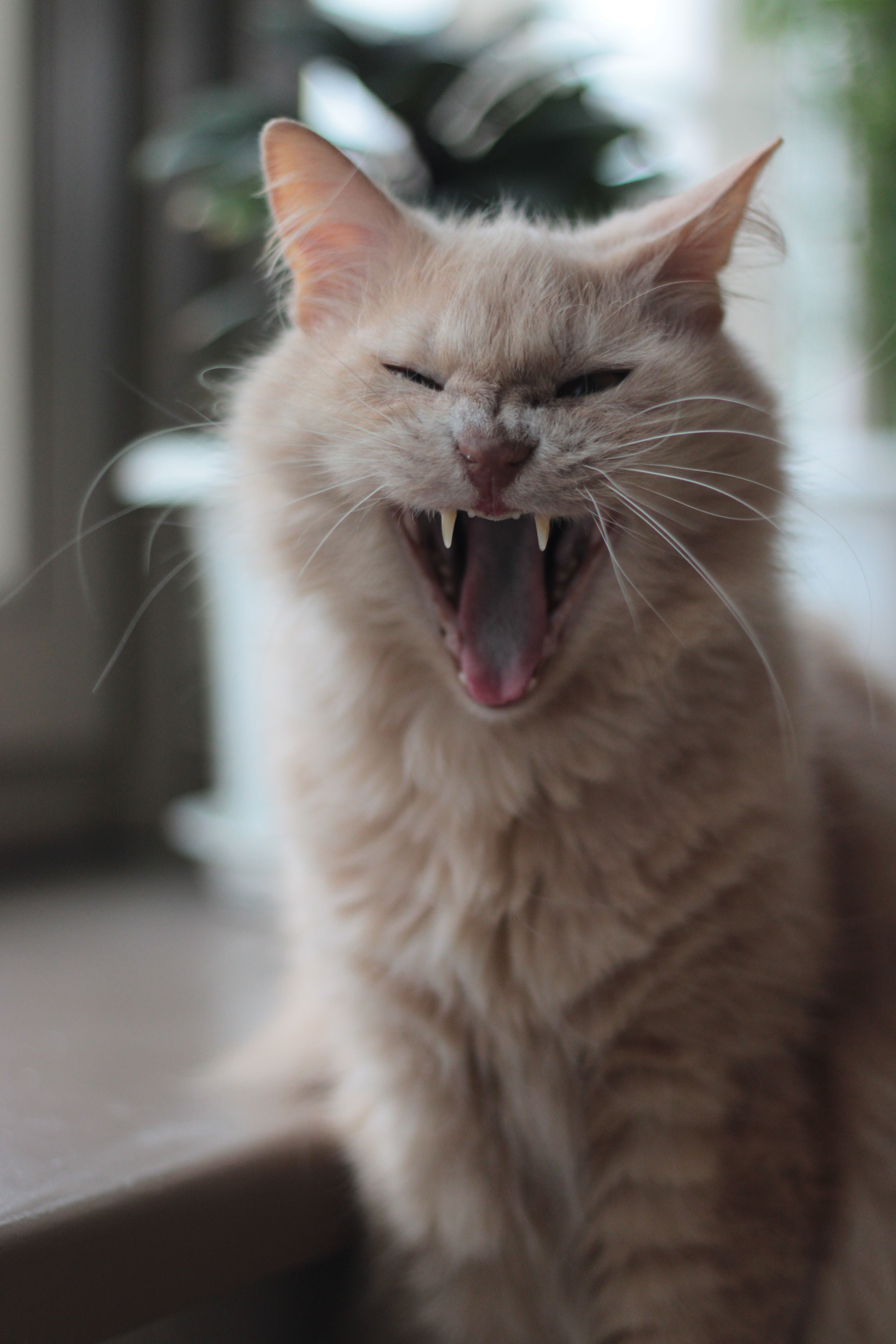 Funny Meme Cat Photos, Download The BEST Free Funny Meme Cat Stock ...