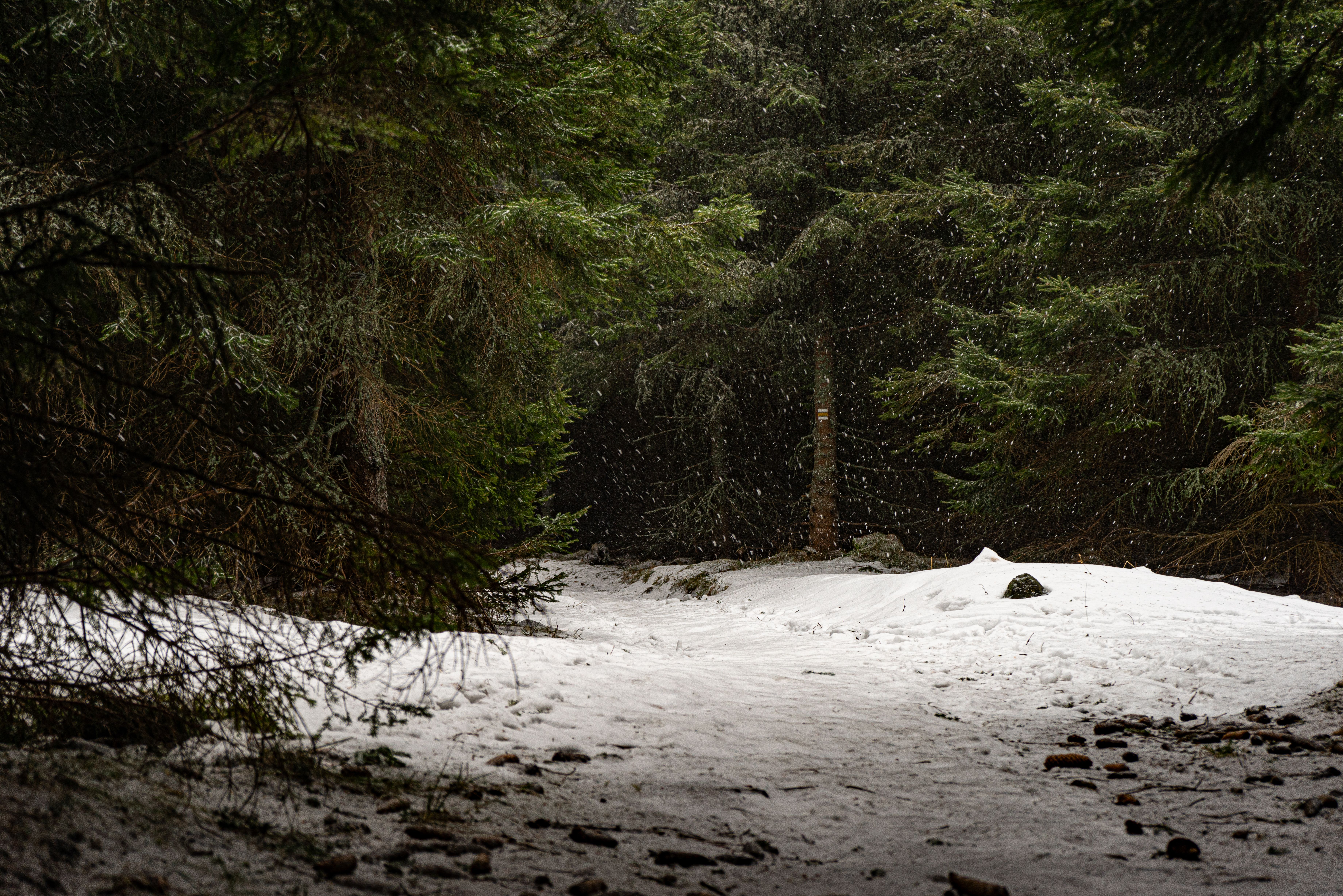 Tranquil Snowfall in a Quiet Winter Forest Scene · Free Stock Photo