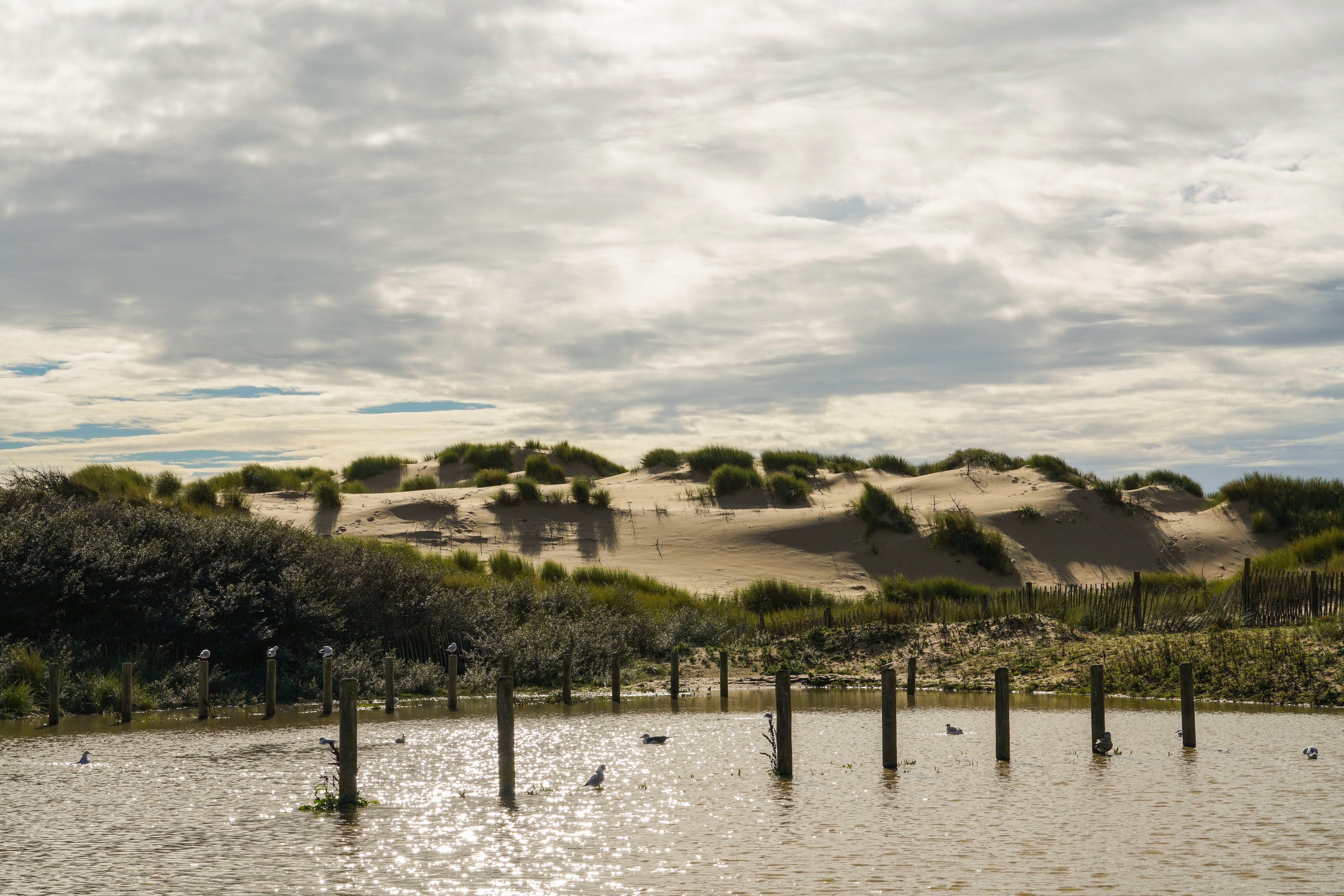 Scenic Coastal Dunes with Water and Birds · Free Stock Photo