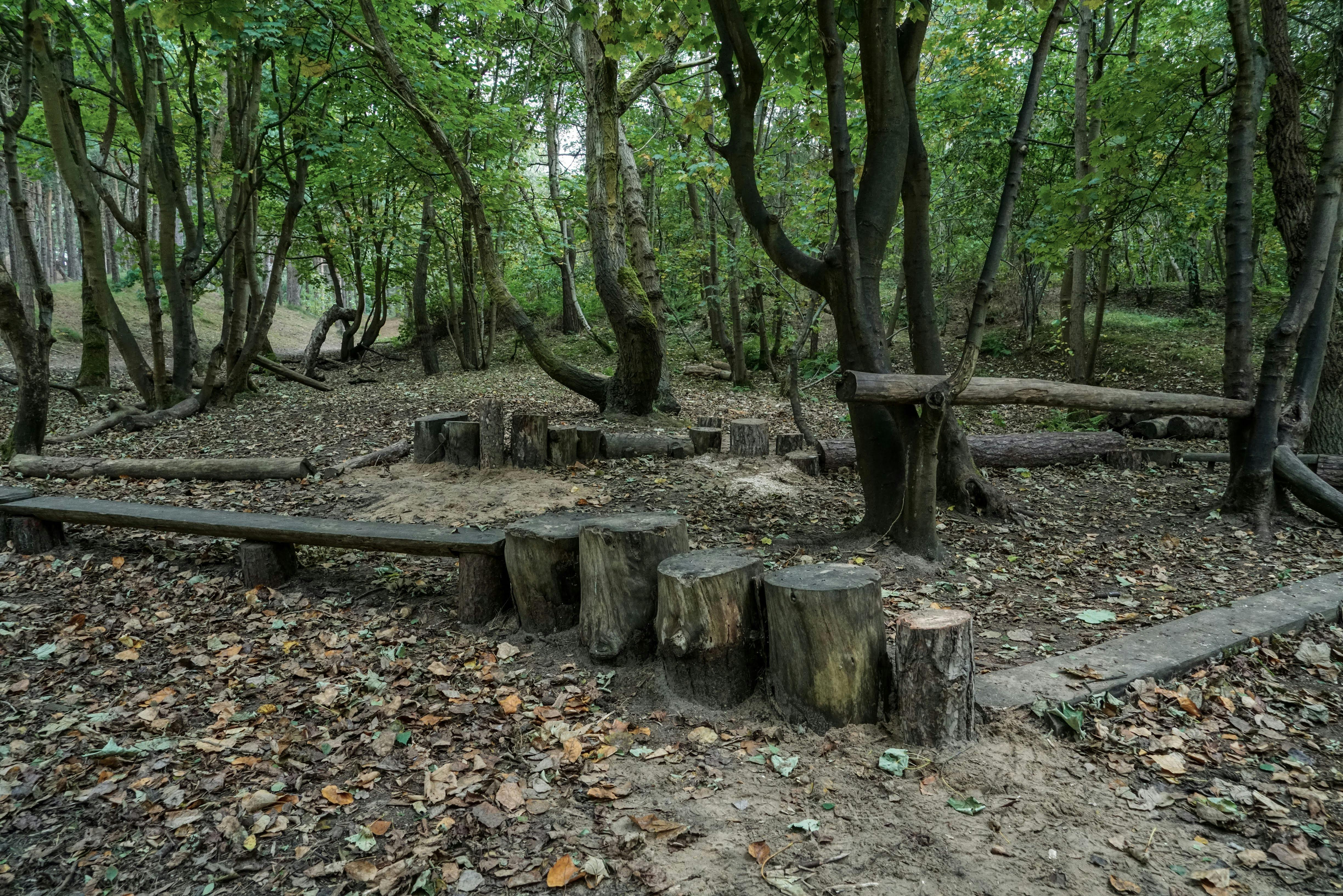 Natural Woodland Seating Area in Forest · Free Stock Photo