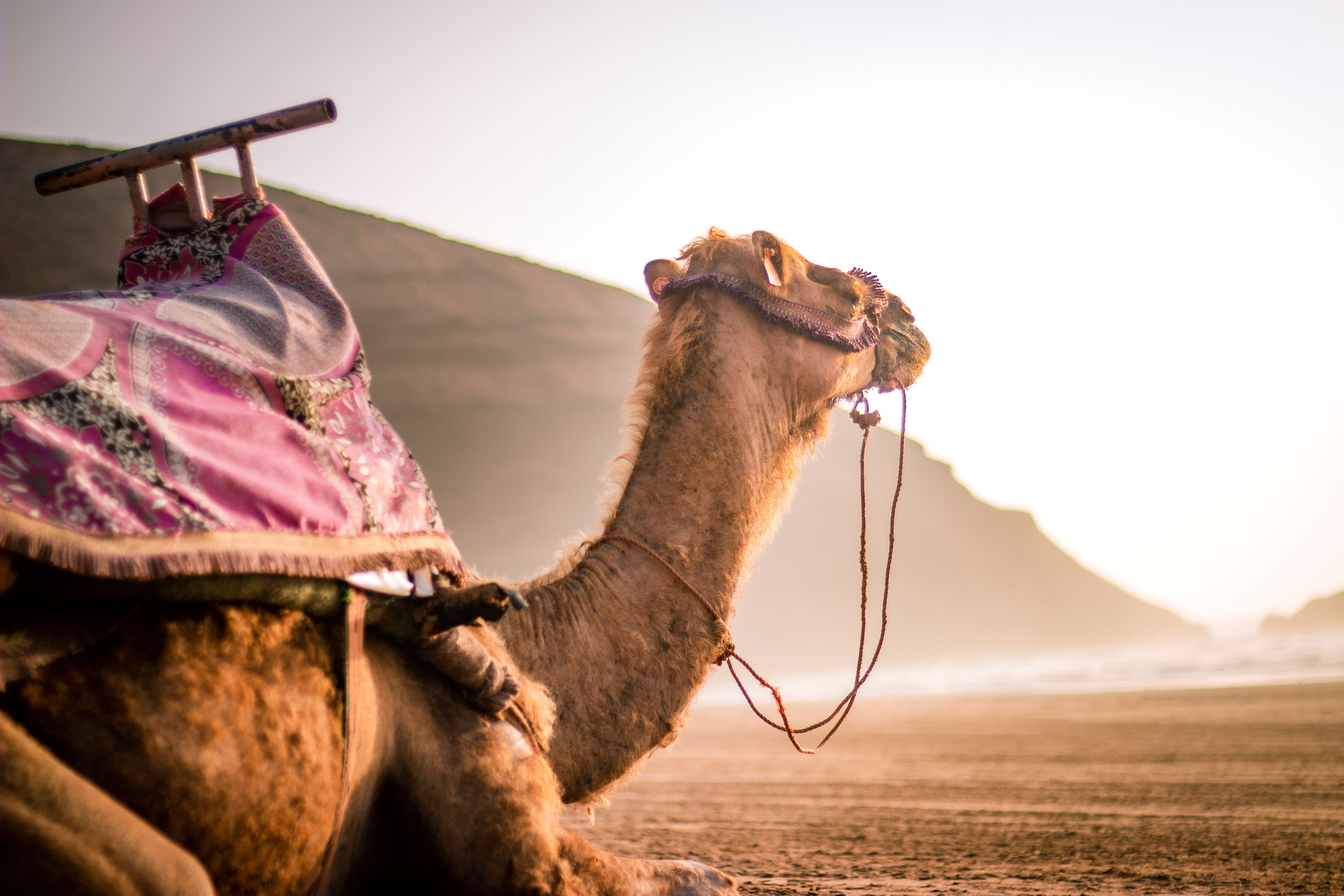 Camelo Descansando Na Paisagem Do Deserto Ao Pôr Do Sol · Foto ...