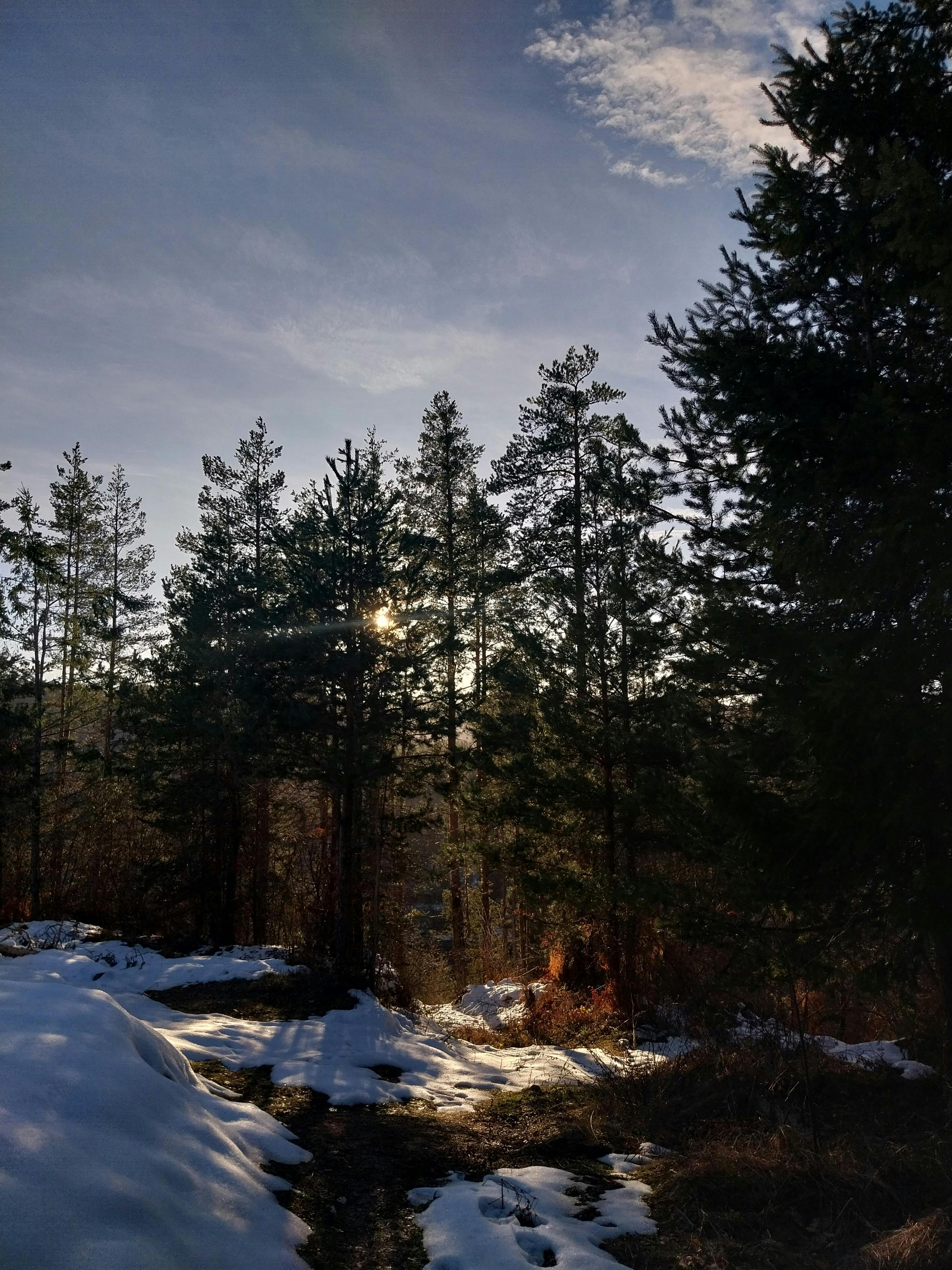 Tarka Fir Photos, Download The BEST Free Tarka Fir Stock Photos & HD Images