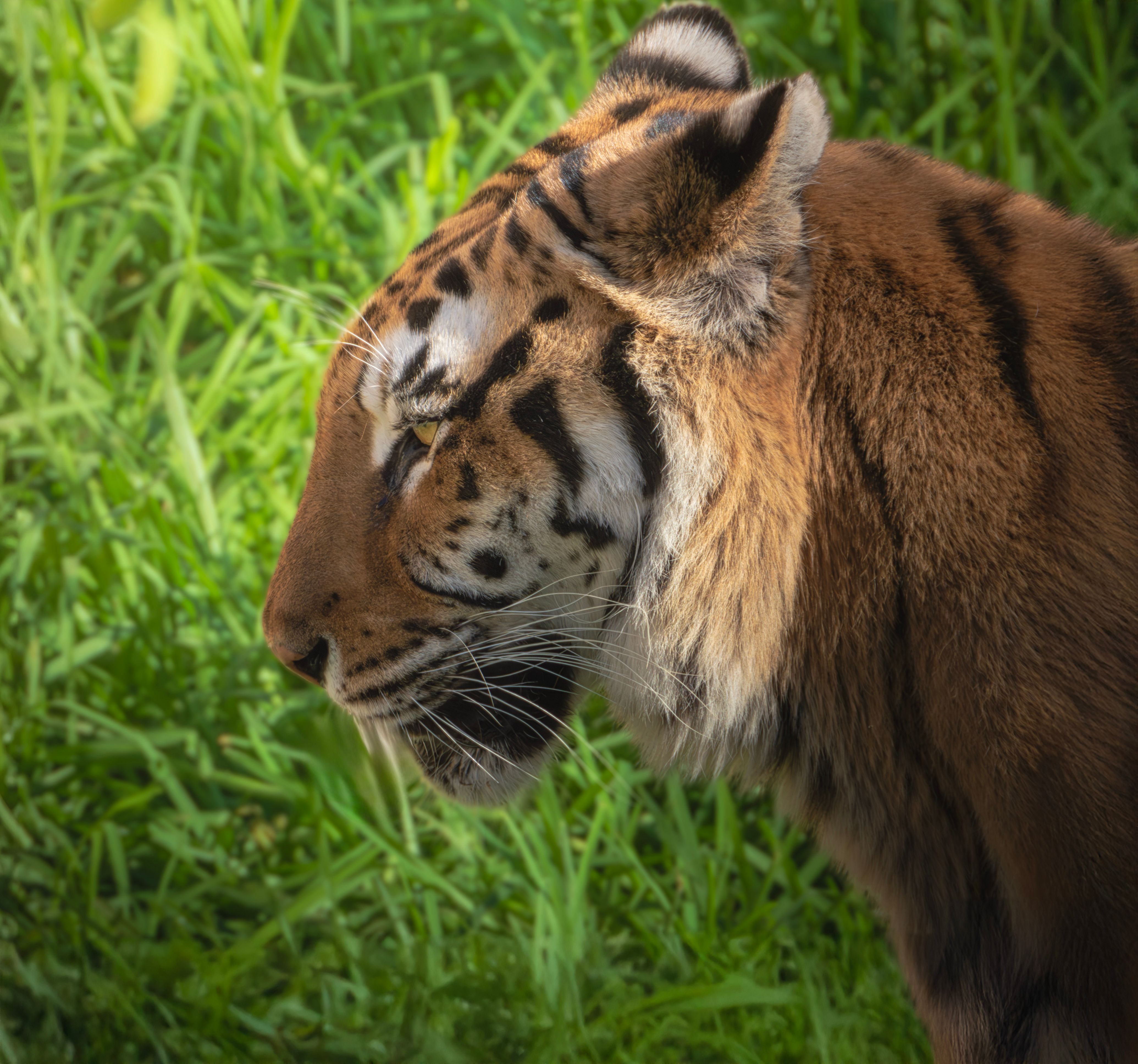 Tiger Khmer Photos, Download The BEST Free Tiger Khmer Stock Photos ...