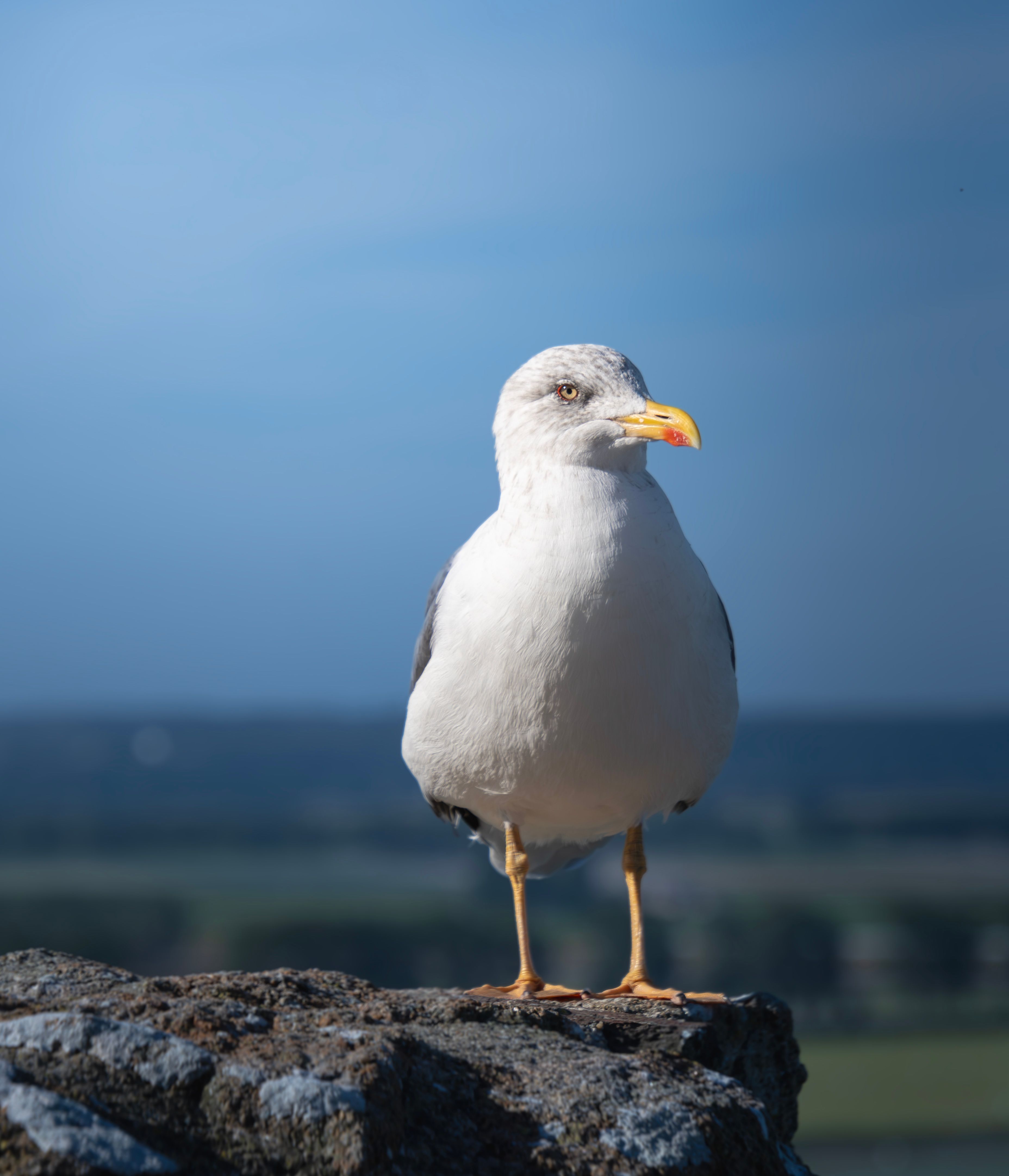 Close-Up of a Seagull on a Rocky Cliff · Free Stock Photo